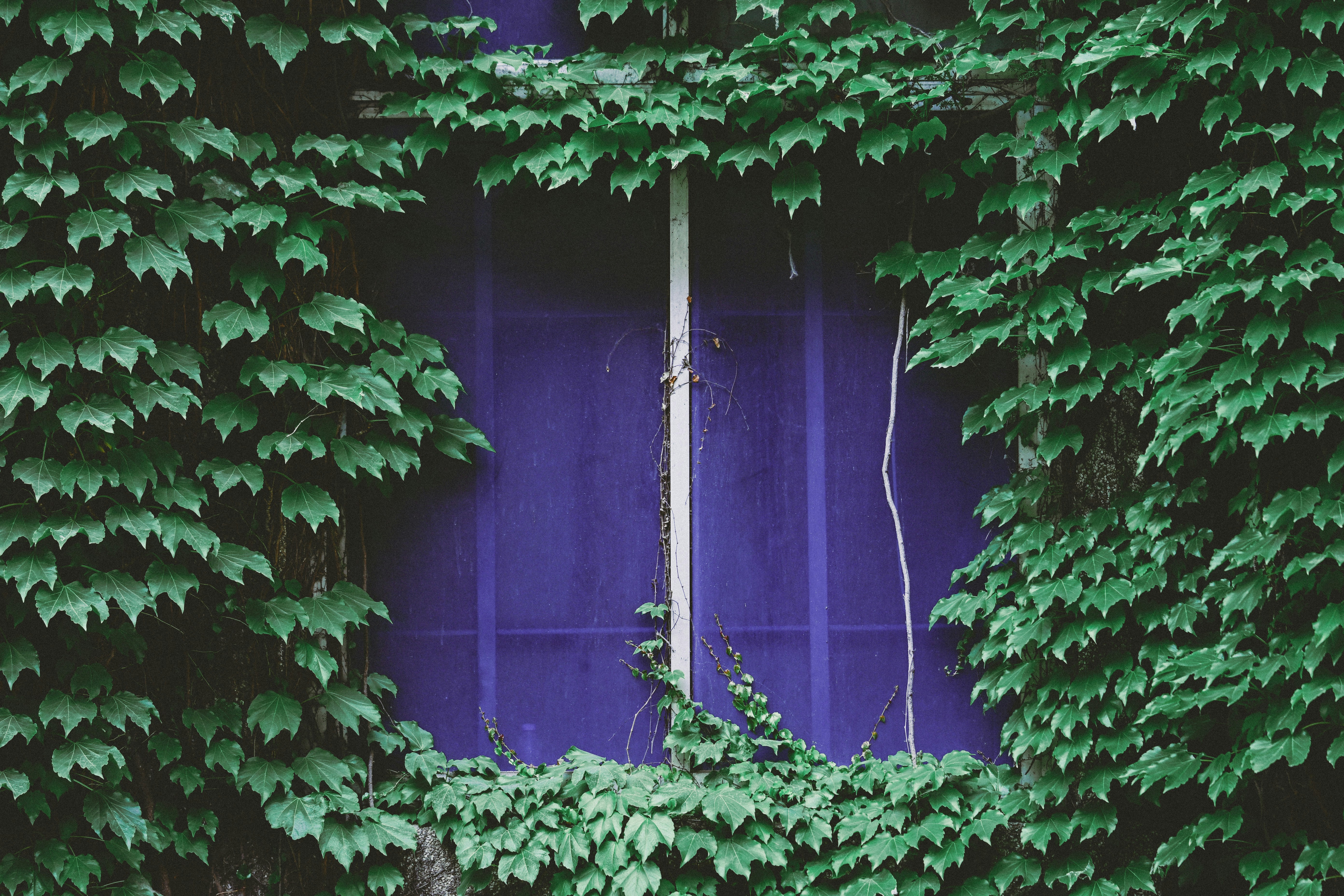 Hidden Window of Ivy: A Violet Frame in a Green Veil