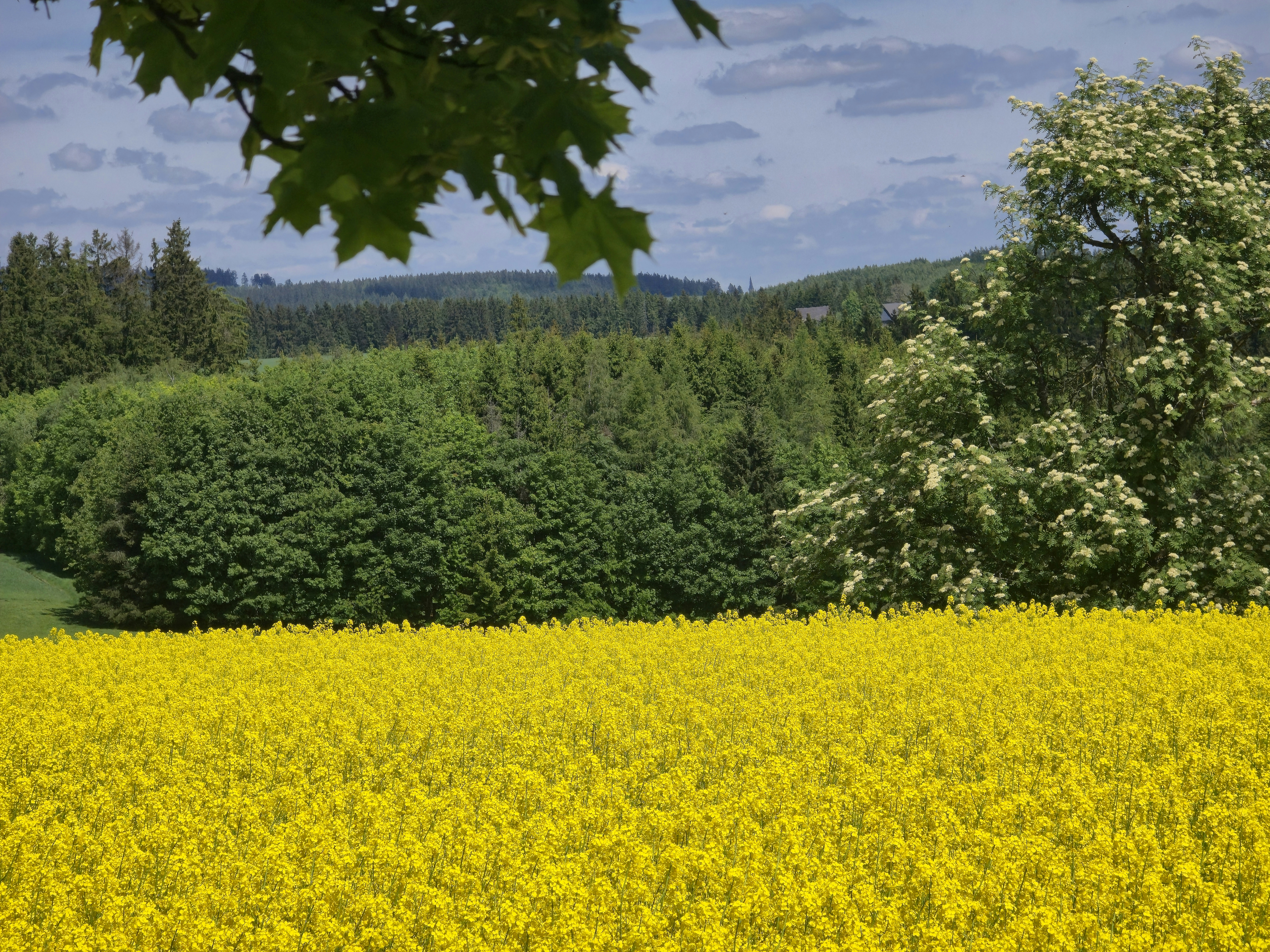Yellow Field beneath a Blue Sky: Canopy Framing in Spring