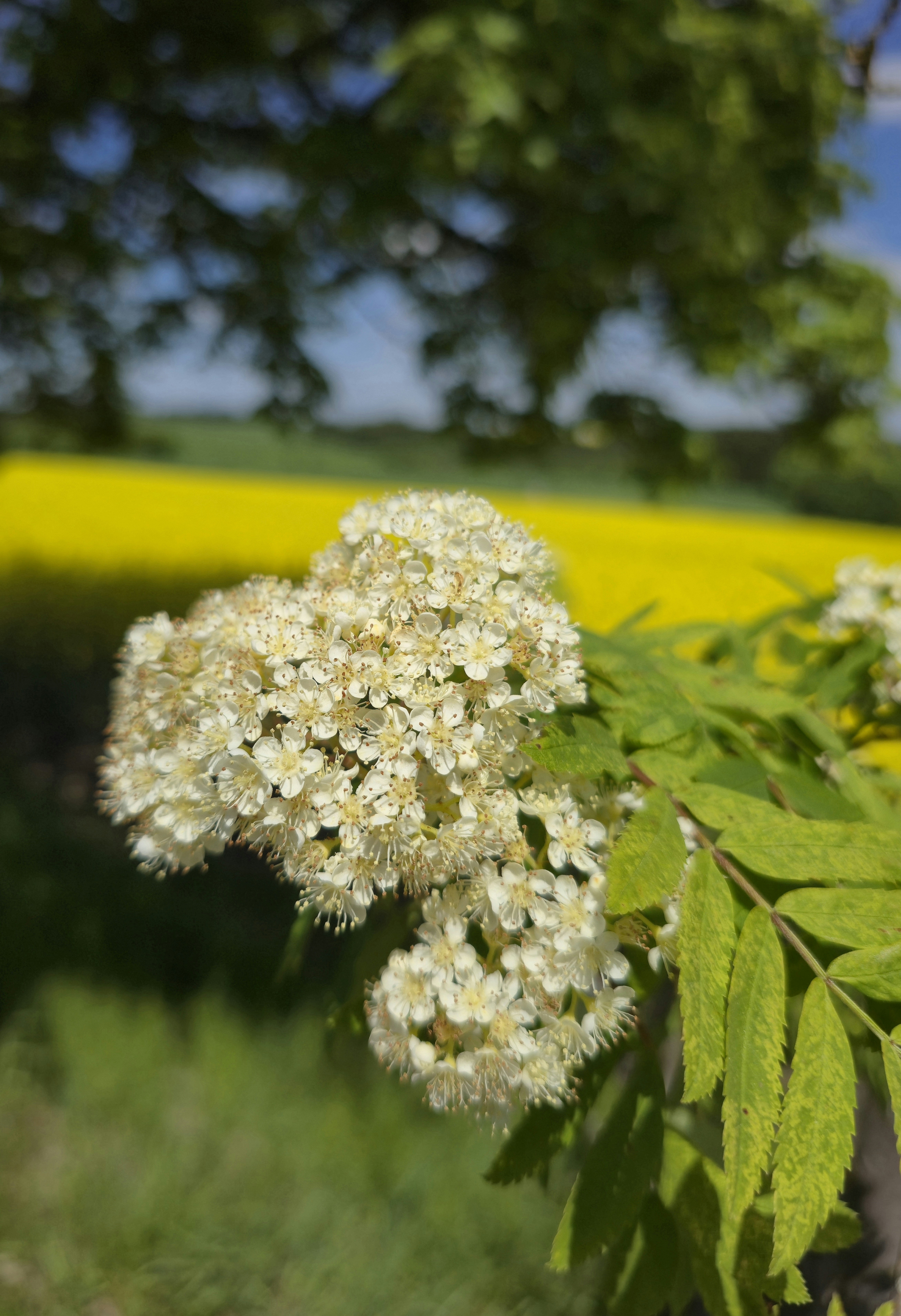 White Queen of the Meadow: Laceflower in Sunlit Field