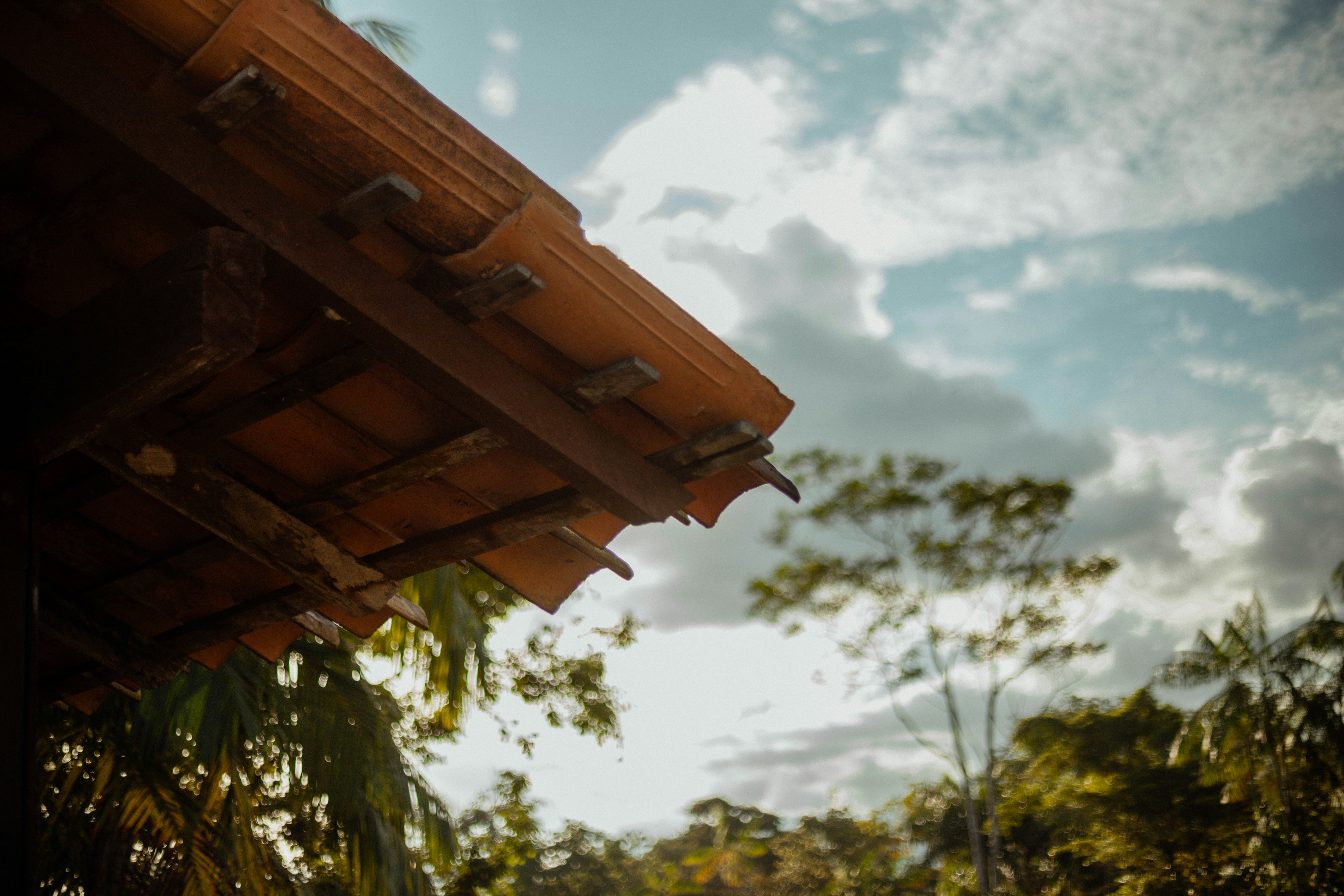 Overhang and Open Sky: A Sunlit Roofline Framing a Lush Canopy