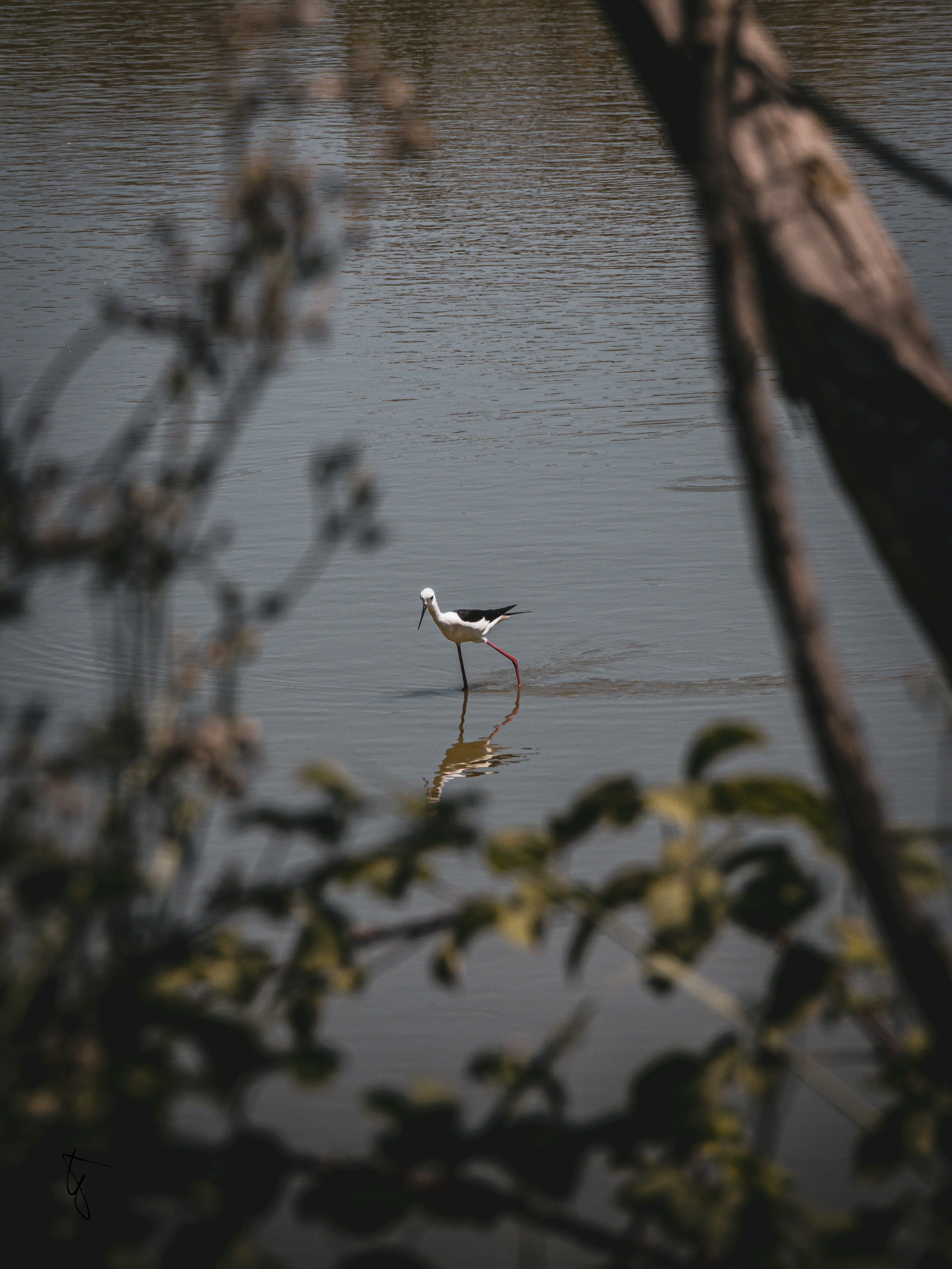 Stilted Shadow: A Crane in Quiet Waters