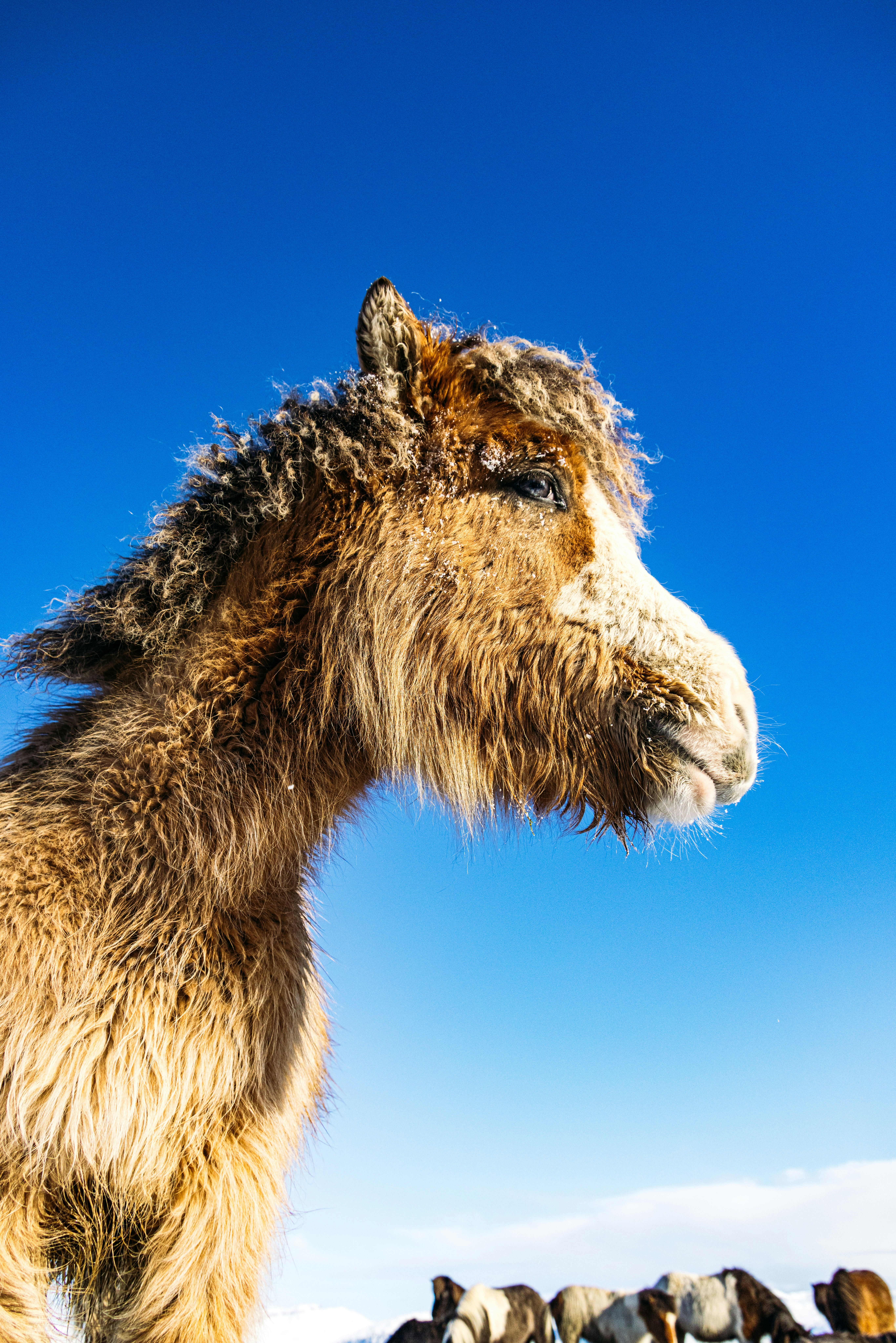 Profile of a Desert Camel Against a Crisp Blue Sky