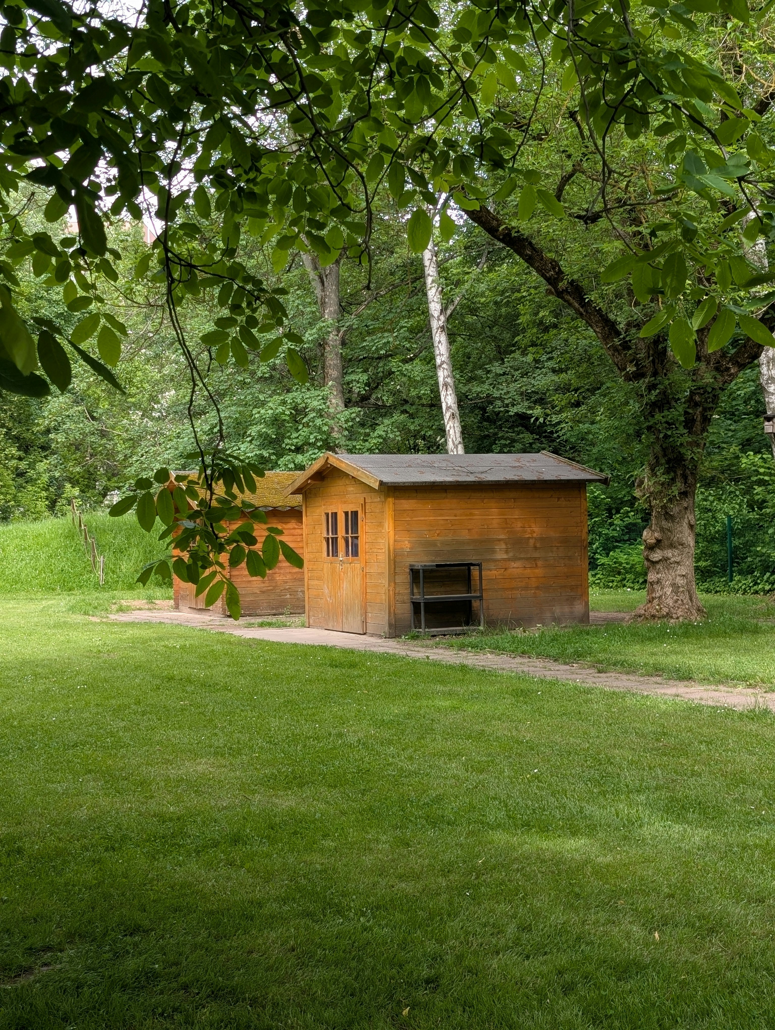 Sunlit Shed Amid Green Canopy