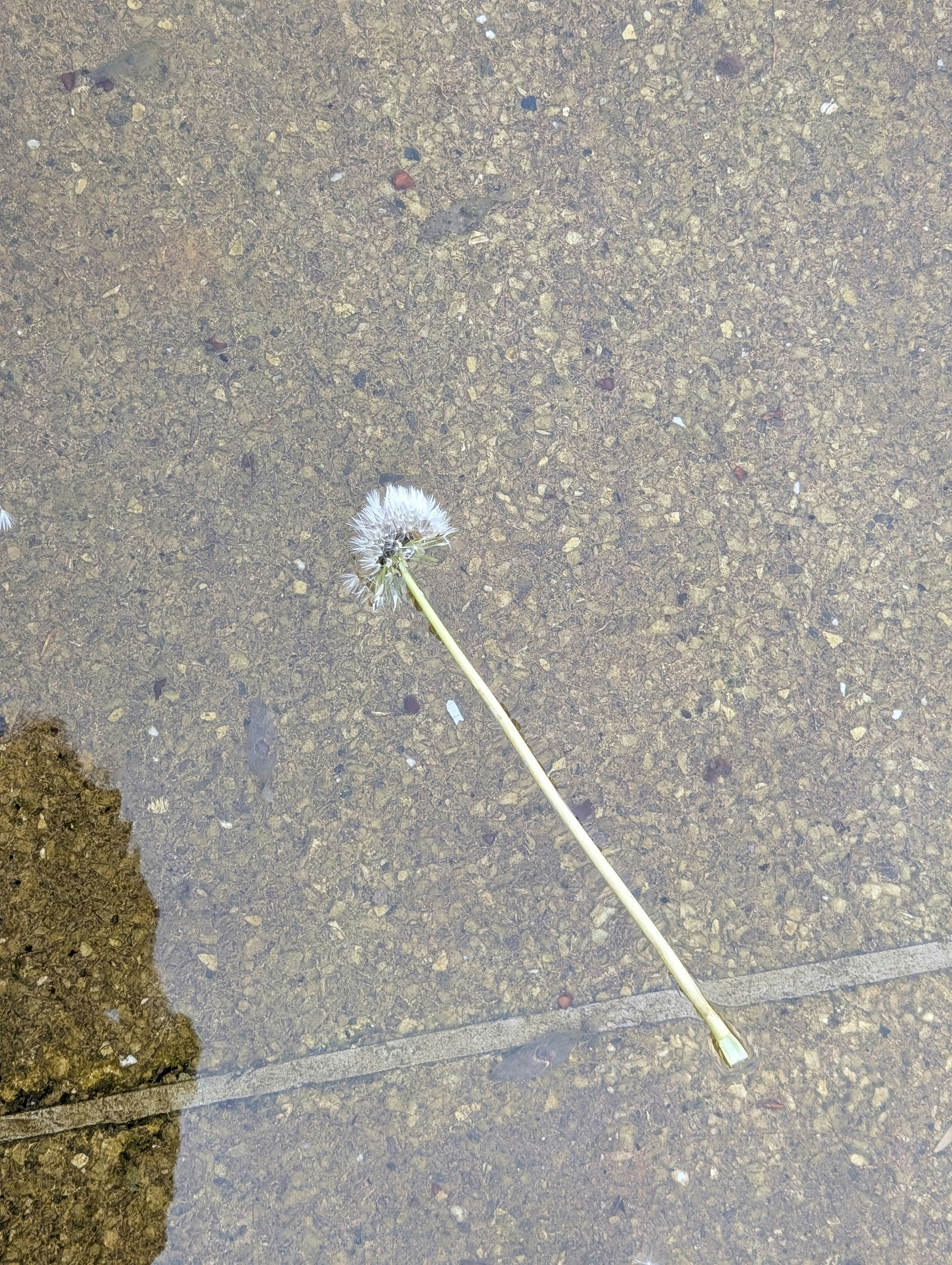 Single Dandelion Bloom in Wet Asphalt: A Quiet Moment by the Street