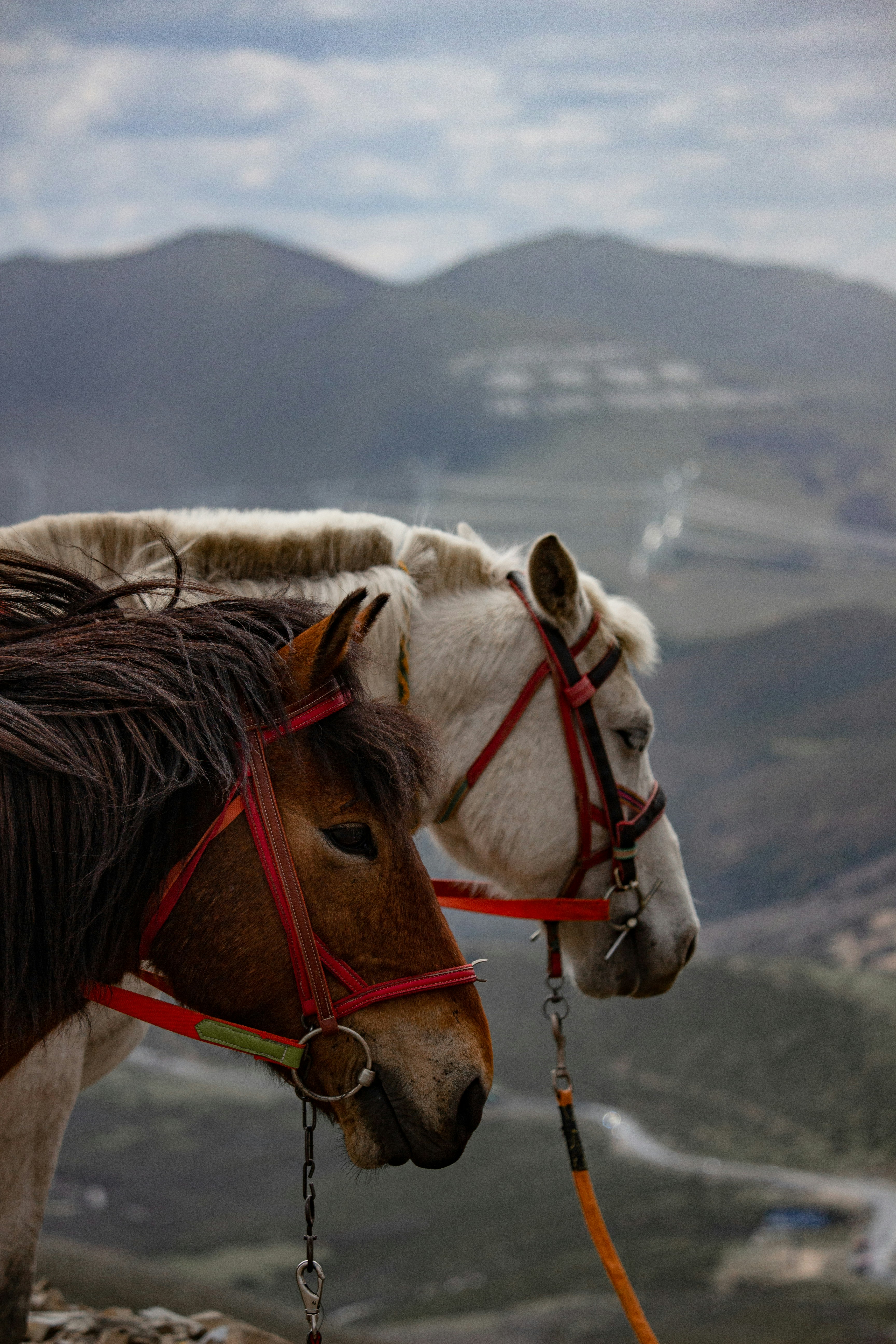Two Horses in Profile Against Rolling Hills