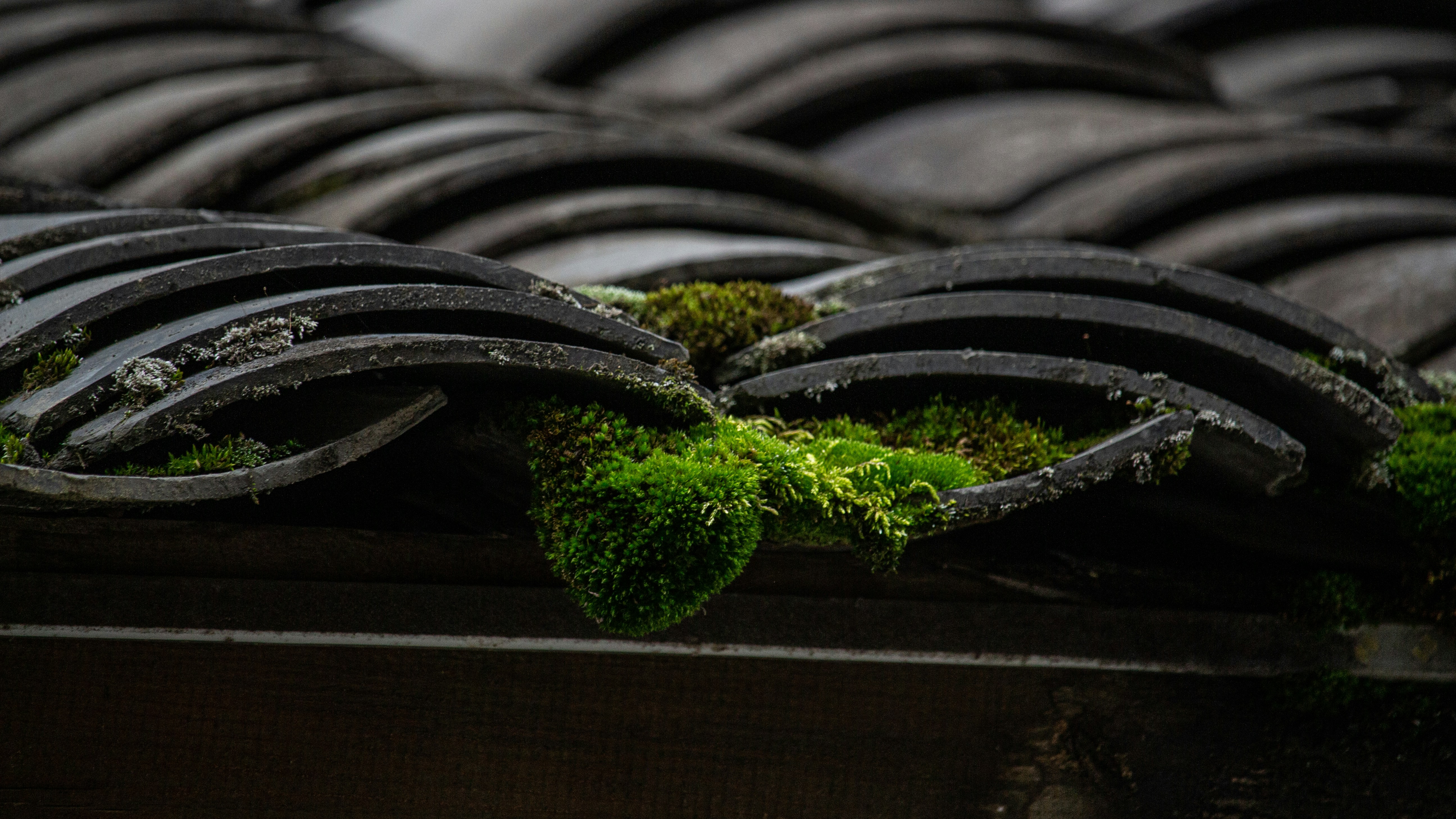 Moss Between Tile Ridges: Quiet Texture of Moss on Curved Roof Tiles