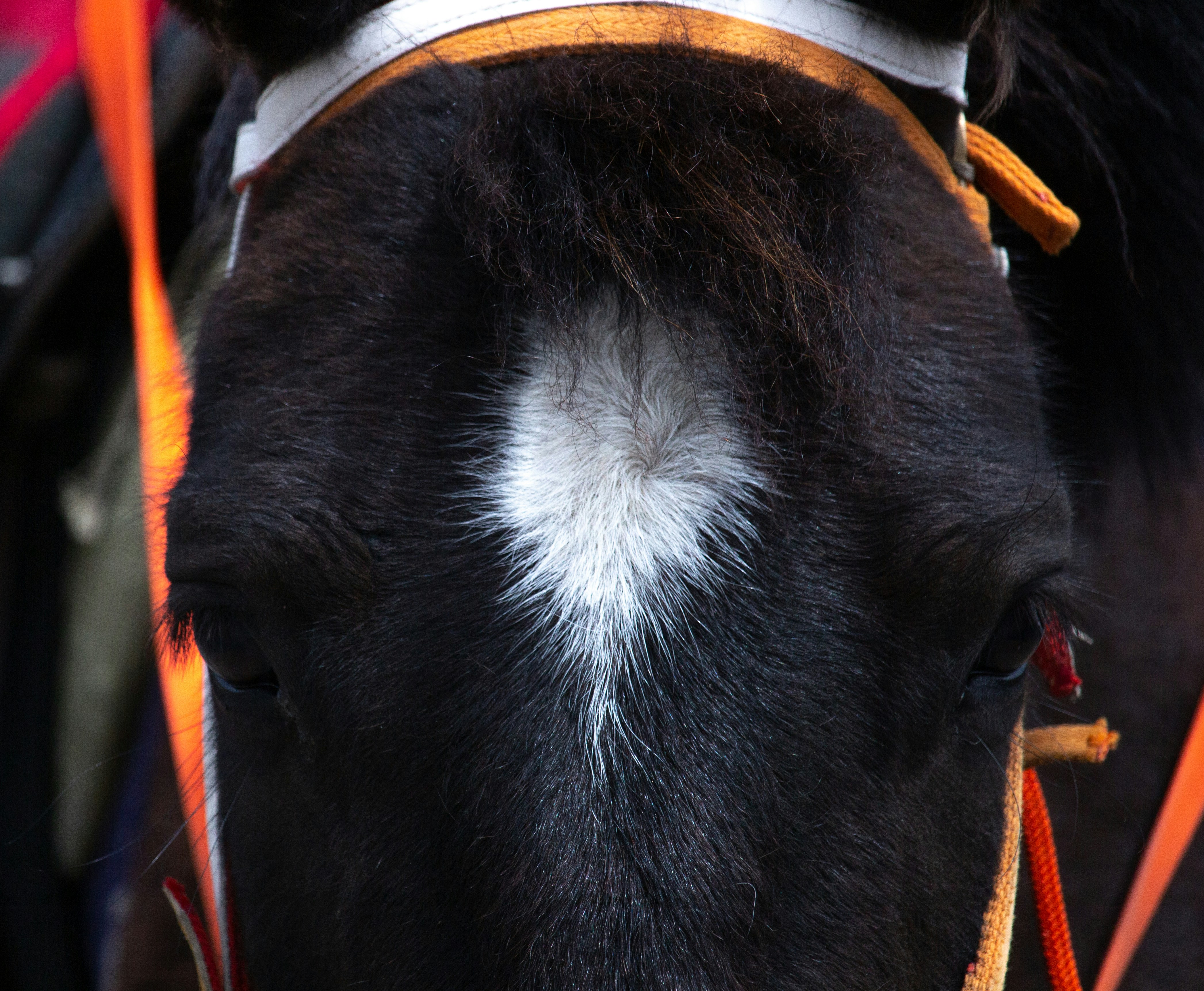 Heart-shaped white blaze centered on a dark horse’s forehead