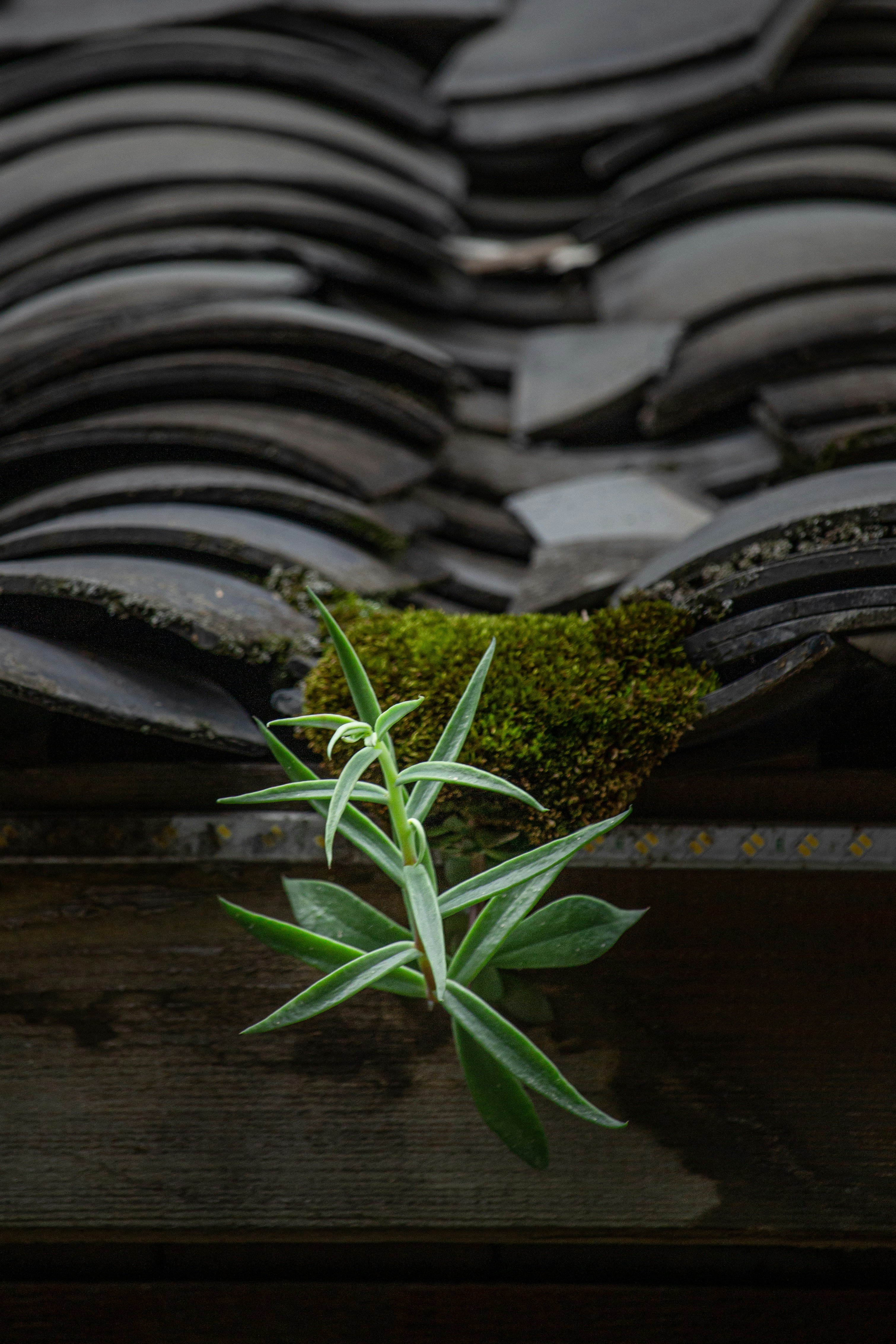 Green Sprout Against Weathered Tiles