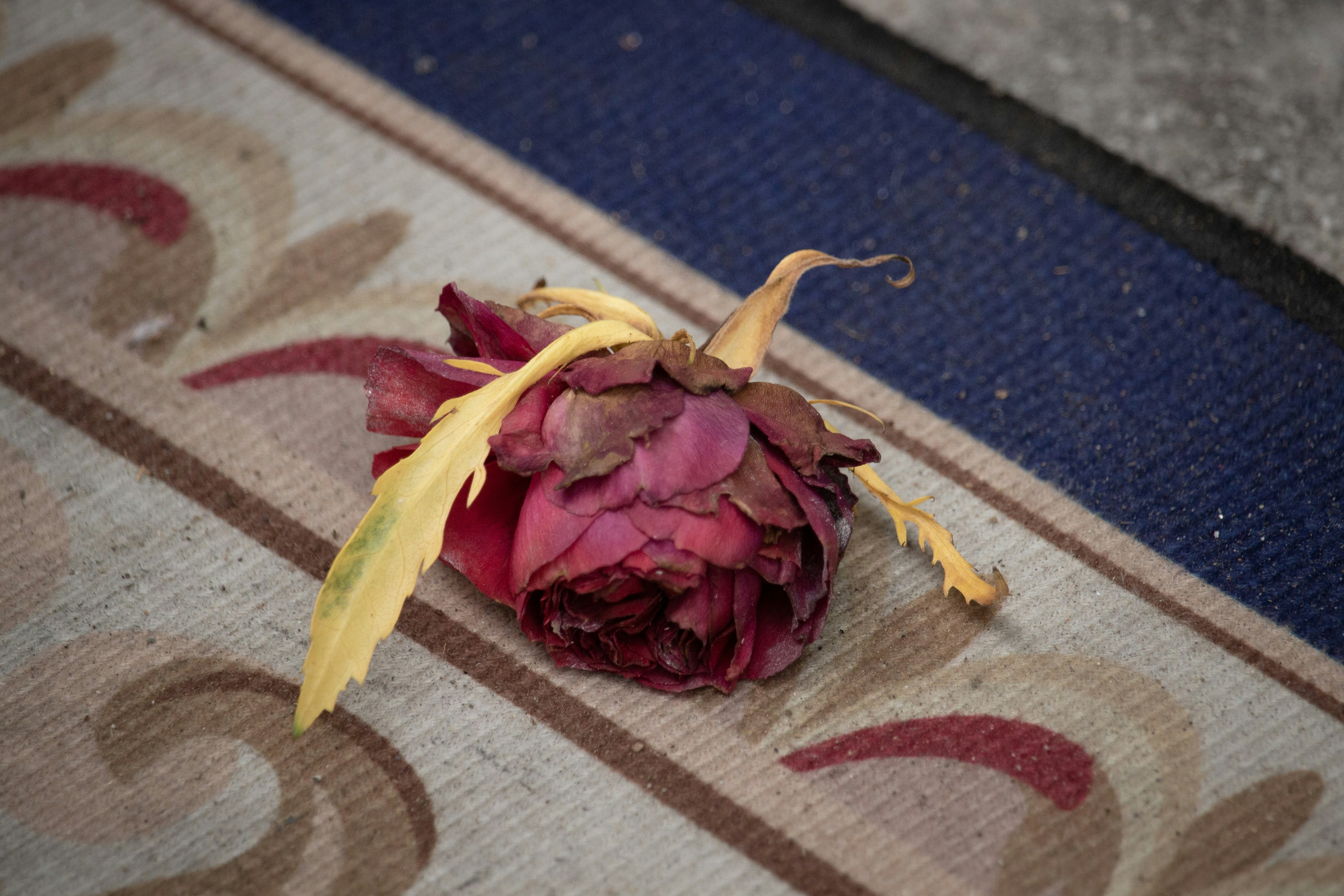 Withered Rose on a Patterned Carpet