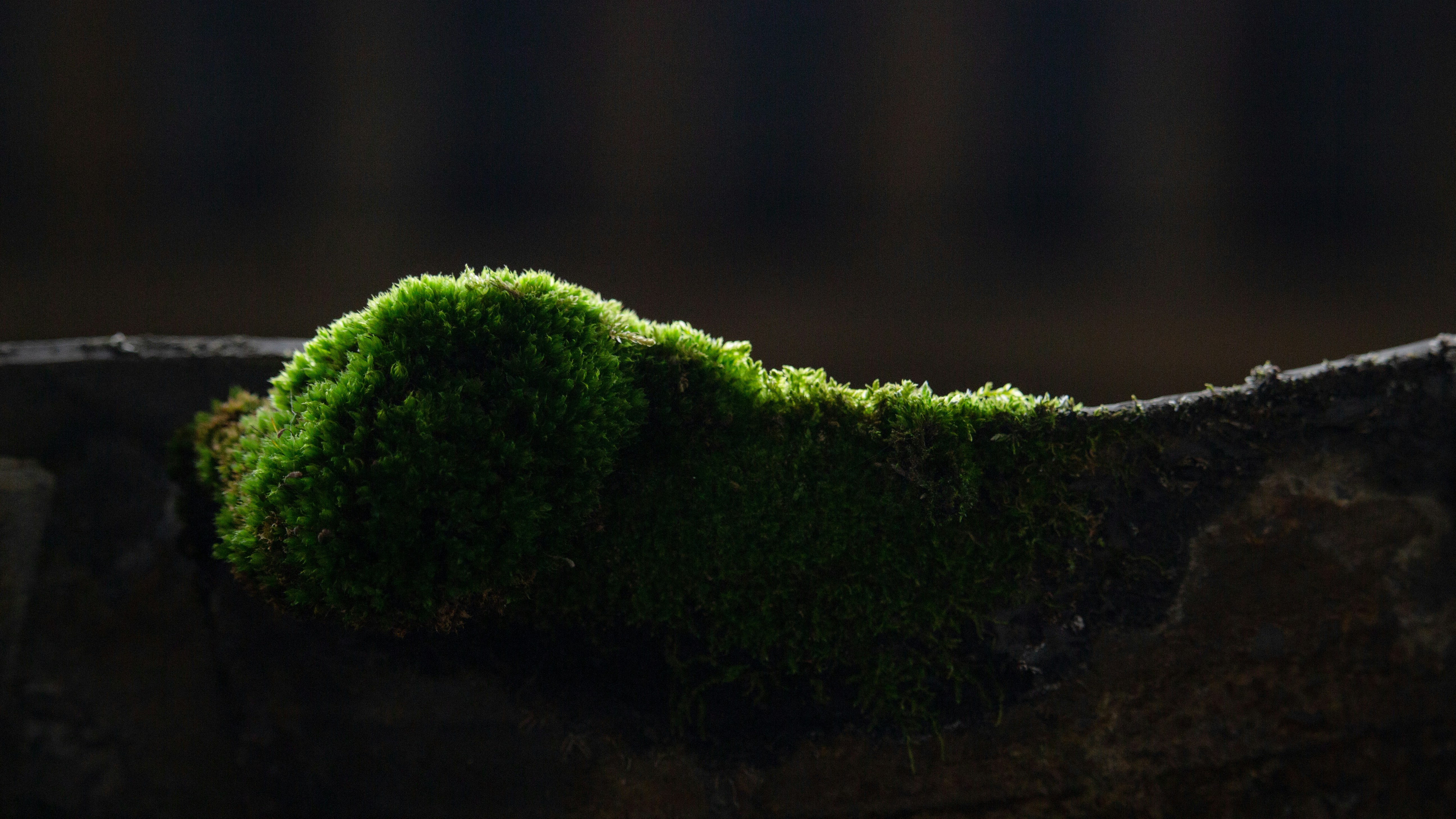 Emerald Moss Crest on a Weathered Log
