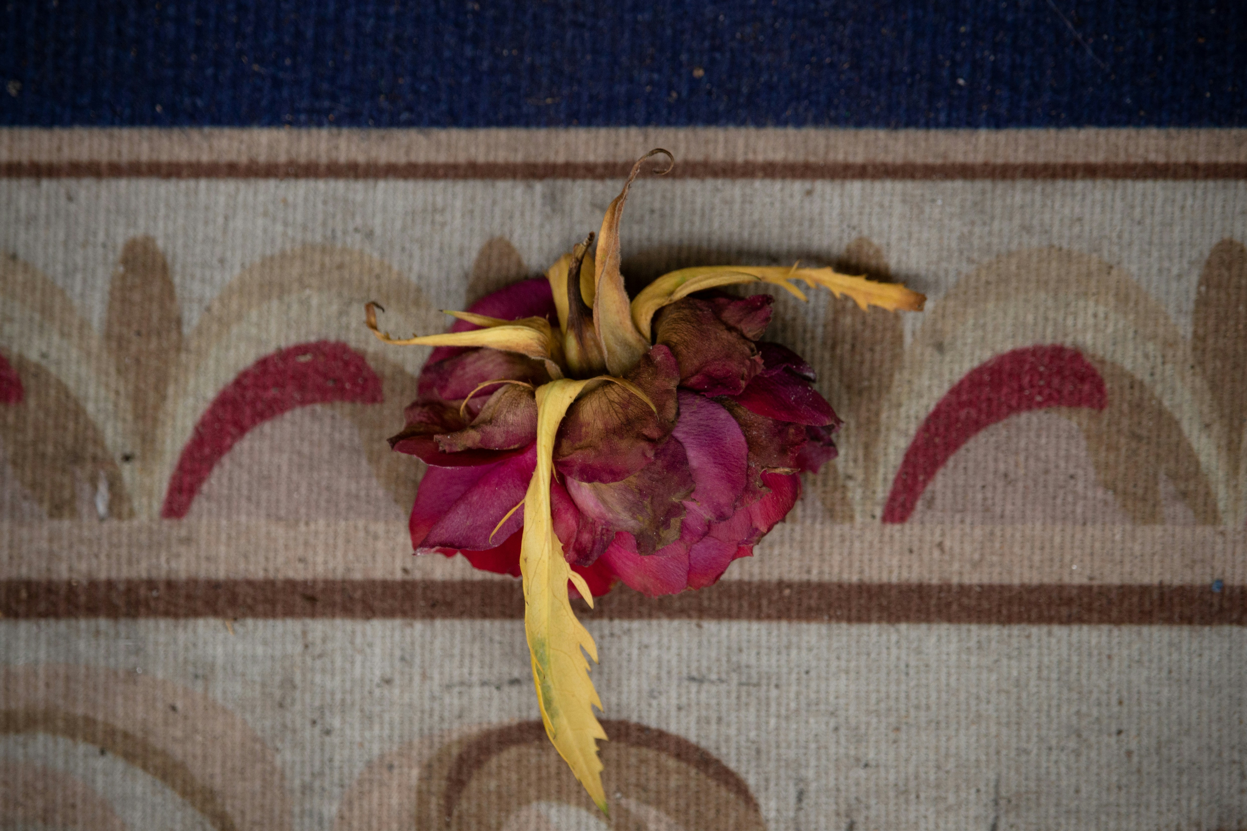 Withered rose on patterned carpet: a quiet still life of decay
