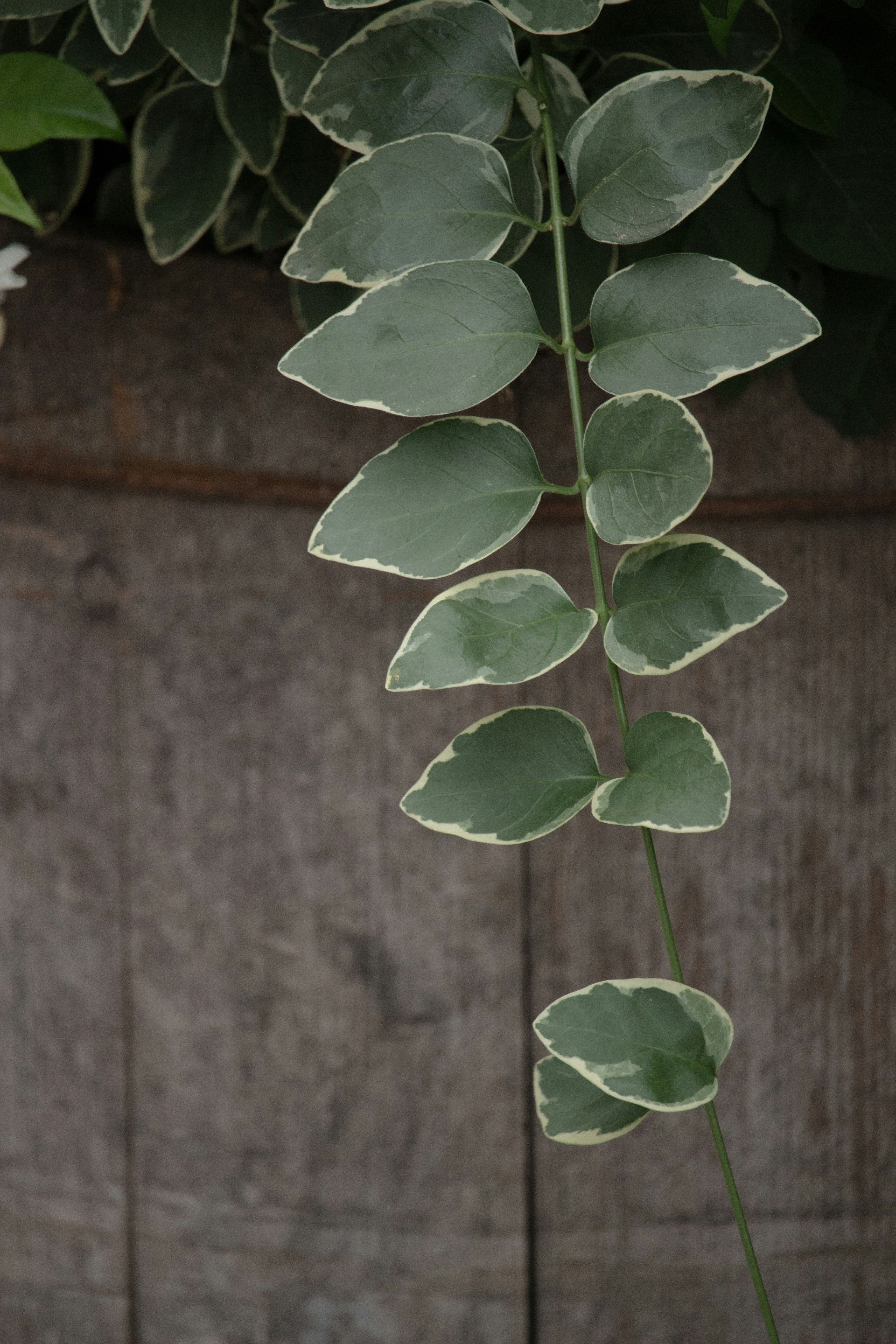 Trailing Variegated Vines Frame a Wooden Wall