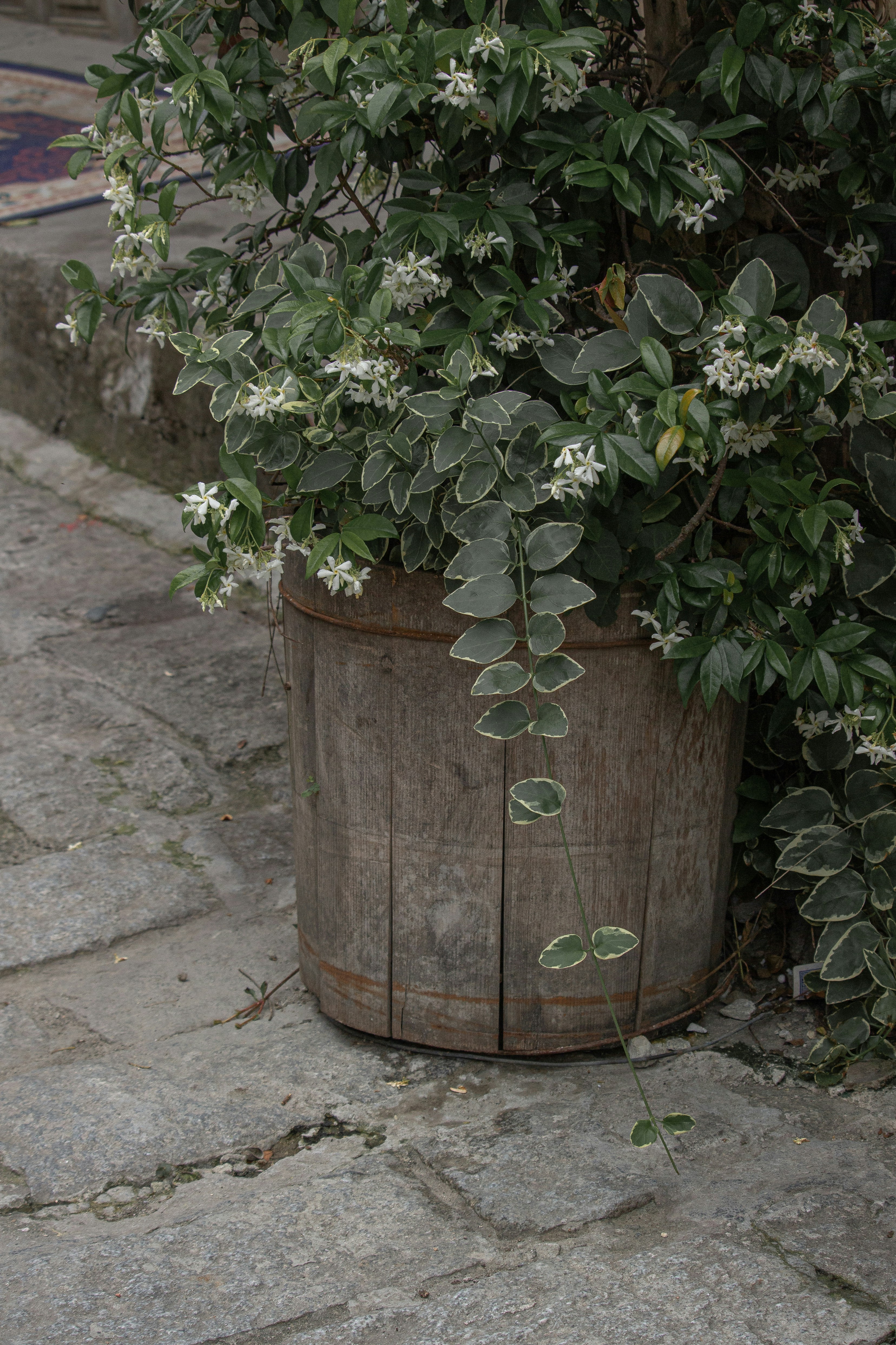 Weathered planter and trailing greenery spilling over aged wood
