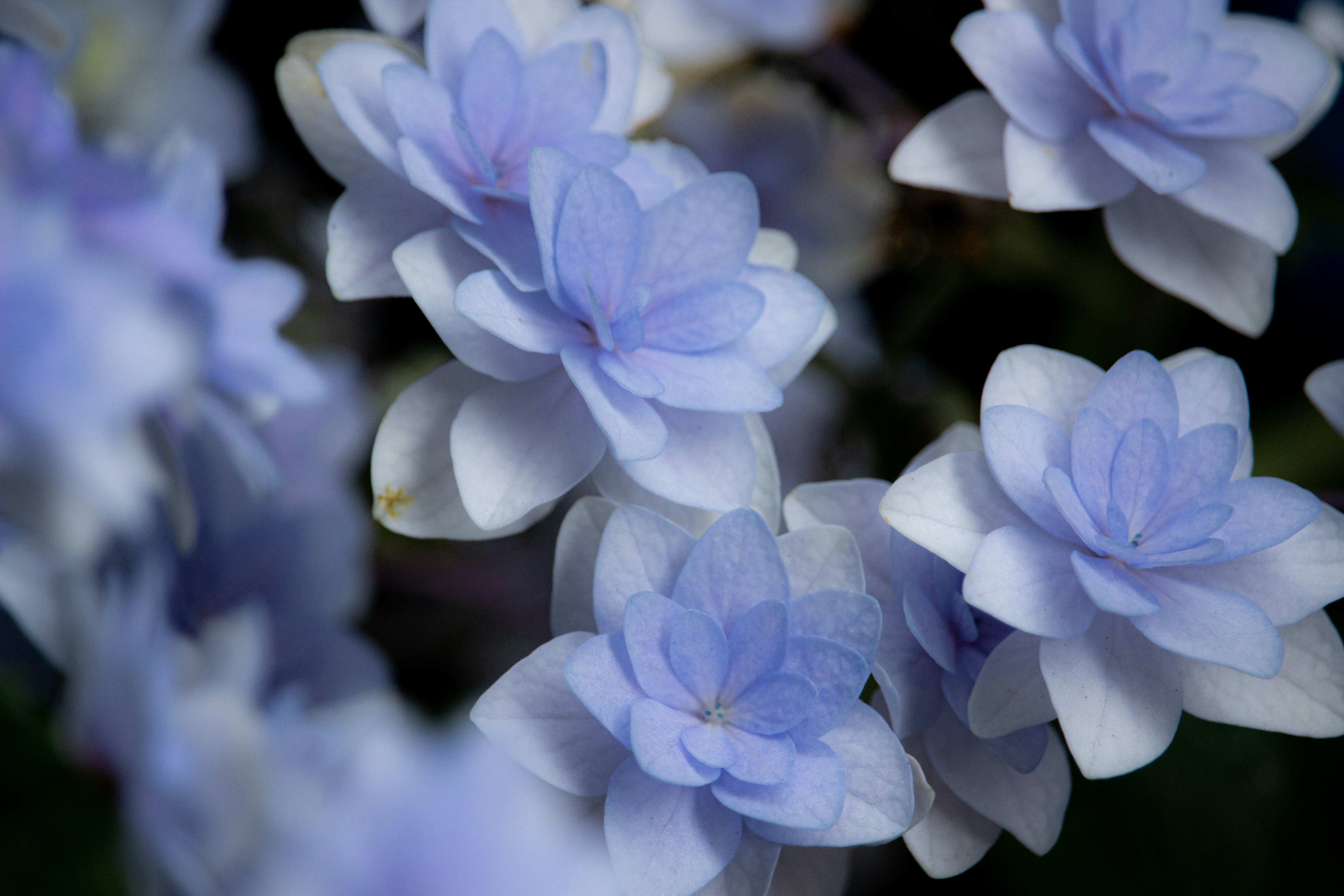 Soft Blue Hydrangea Cluster in Quiet Garden Light