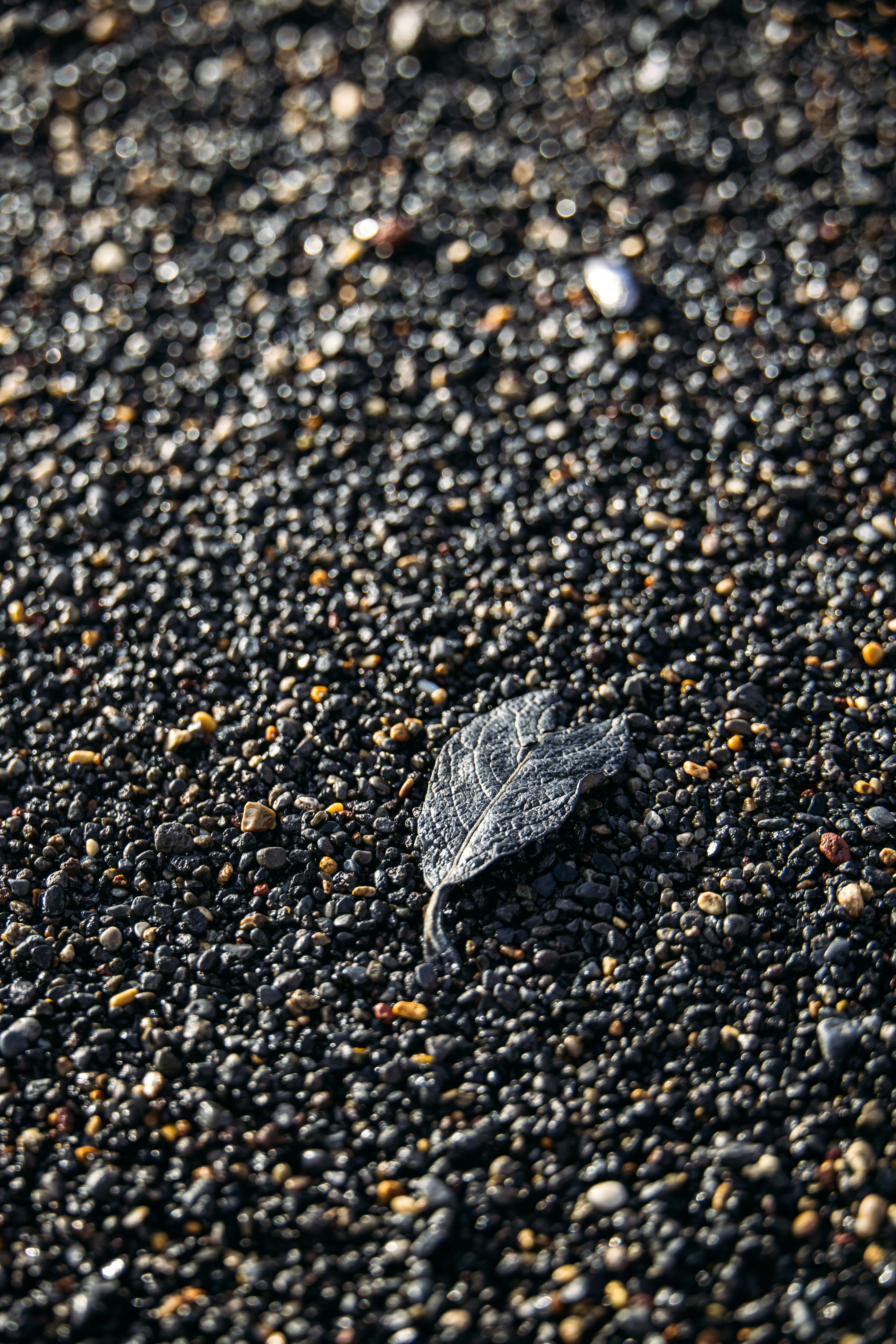 A Frosted Leaf on Pebbled Shore