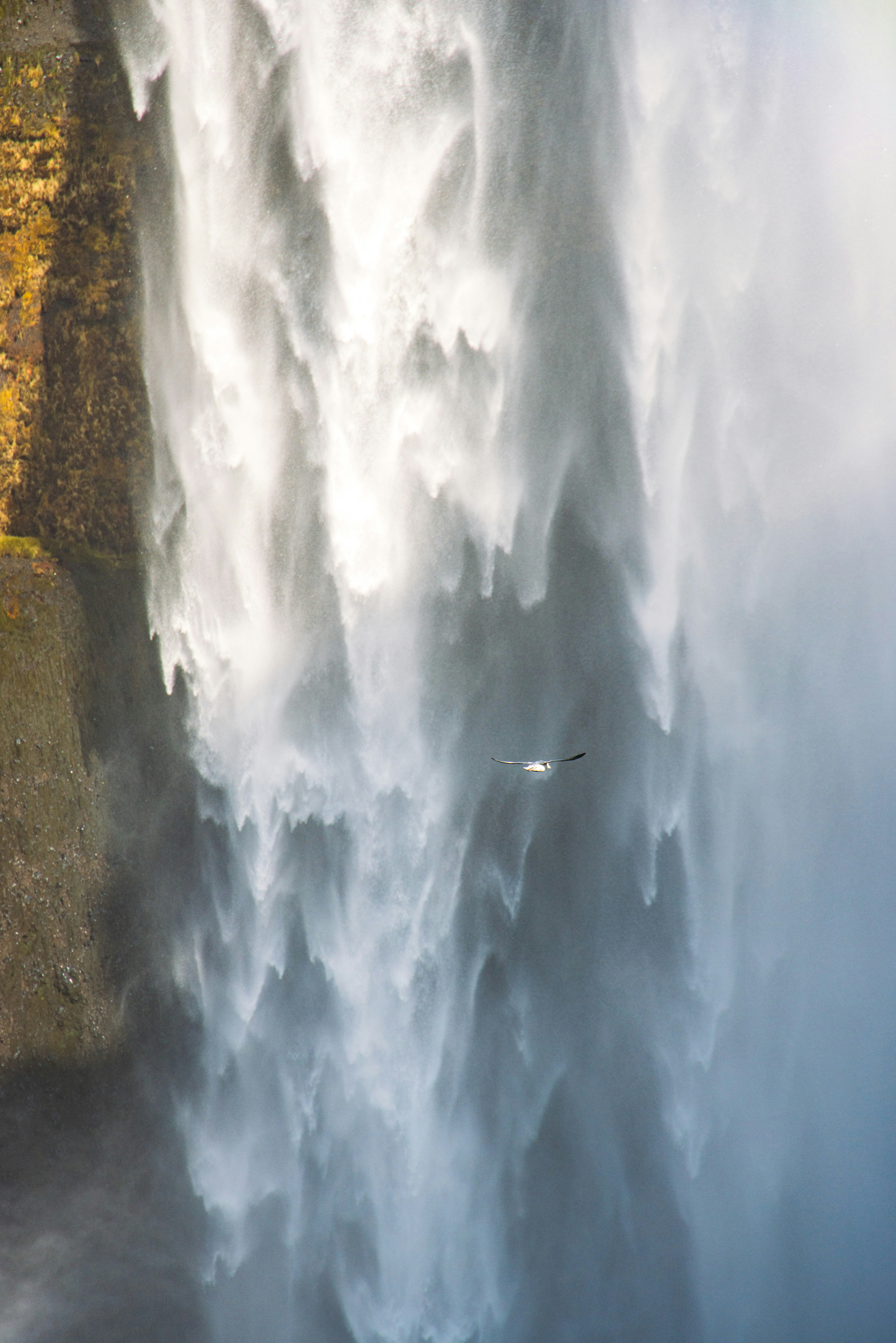Downfall in Flight: A solitary bird among the thunderous veil