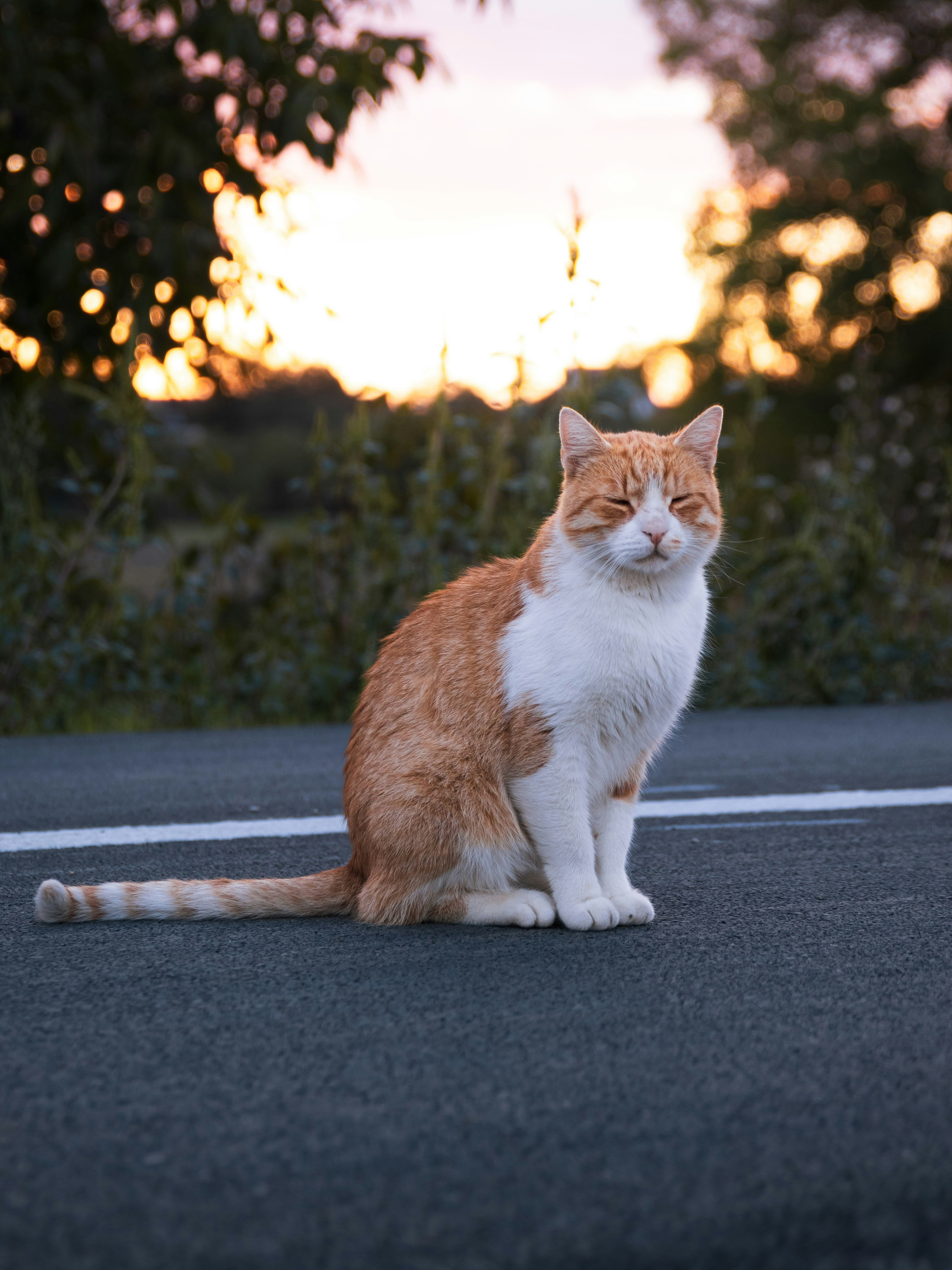 Orange and white cat sitting on asphalt road at sunset.