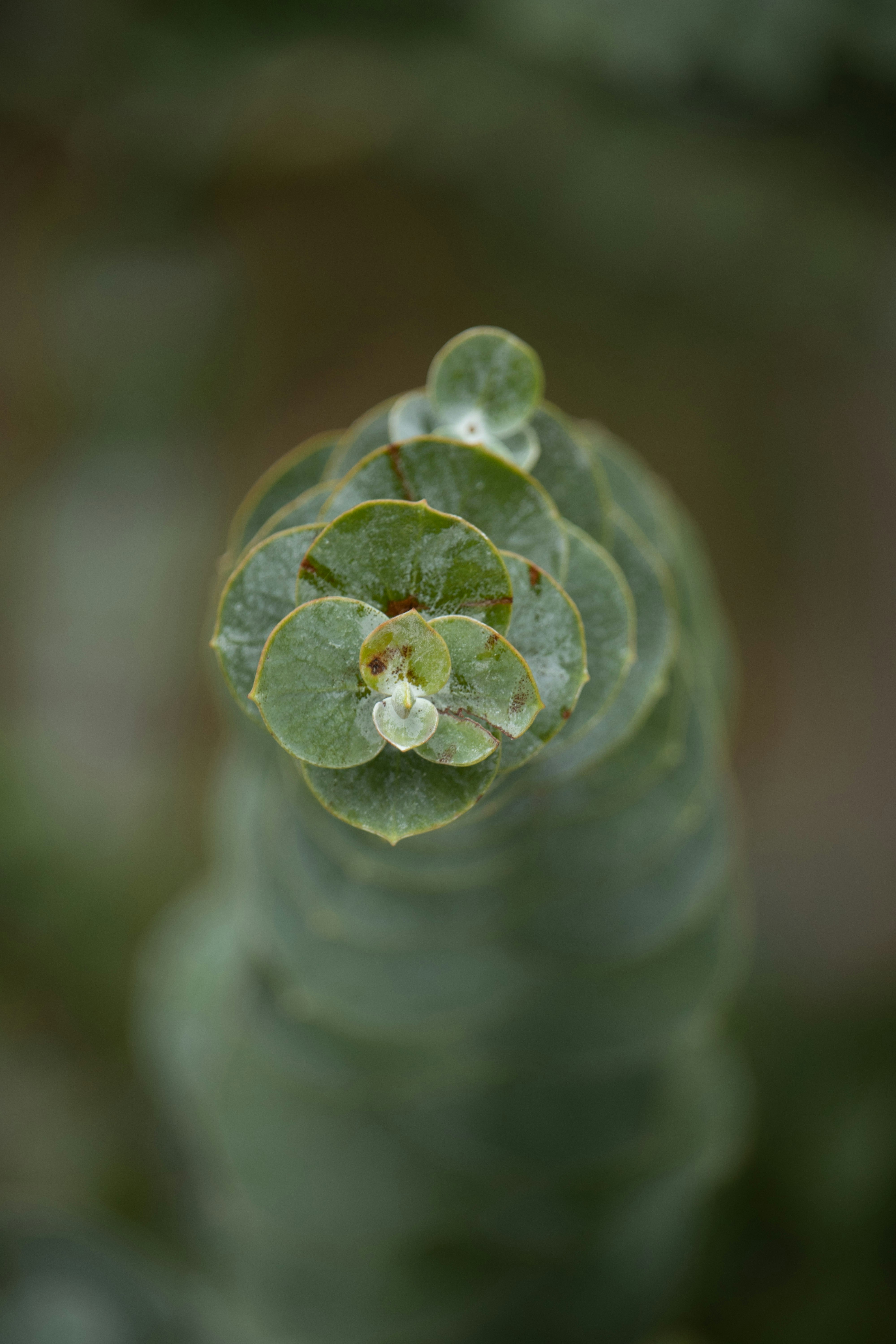 Spiral Crown: A Macro Portrait of a Succulent’s Compact Foliage