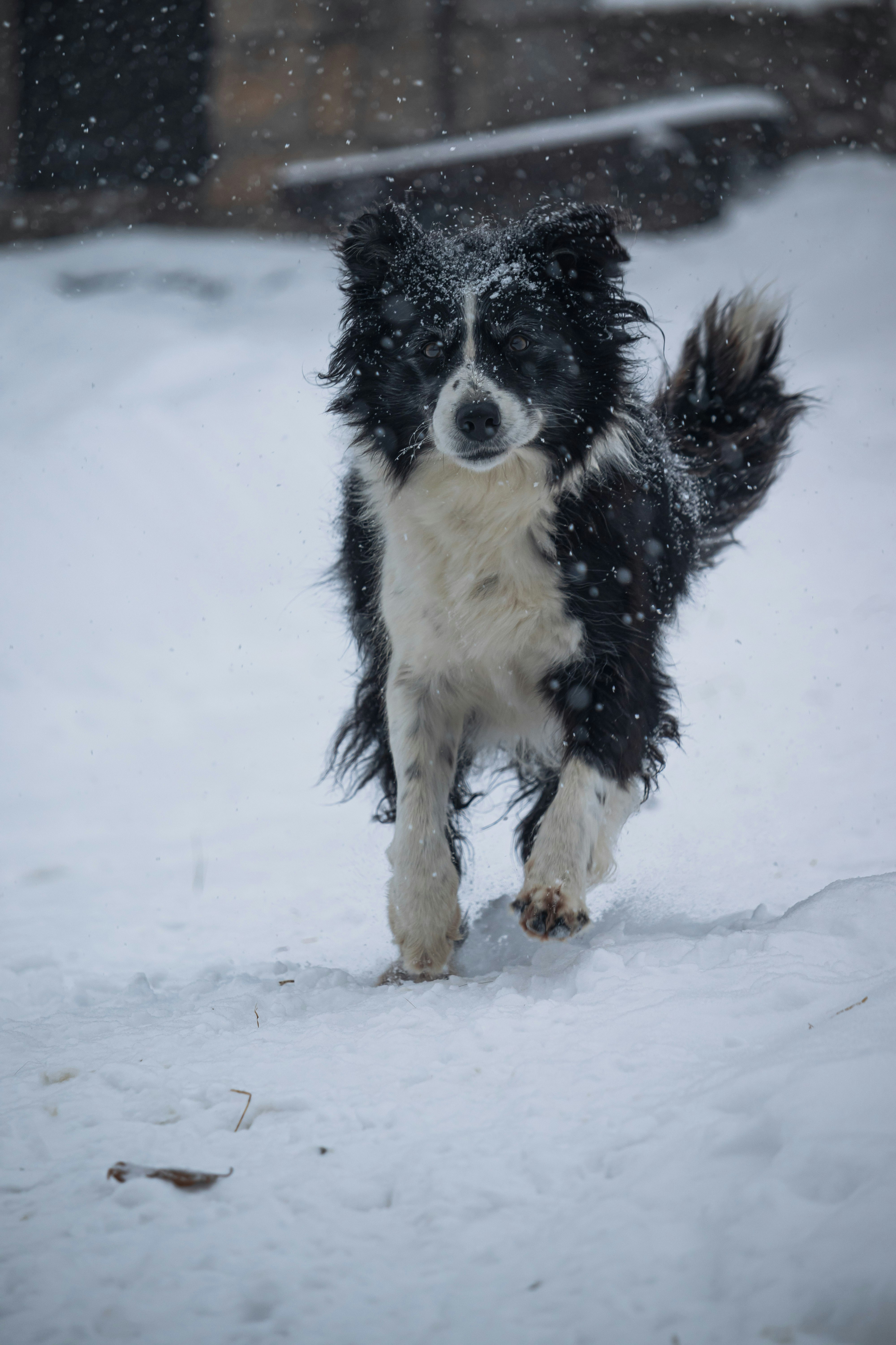 Snowbound Border Collie Charging Through Winter Whirl