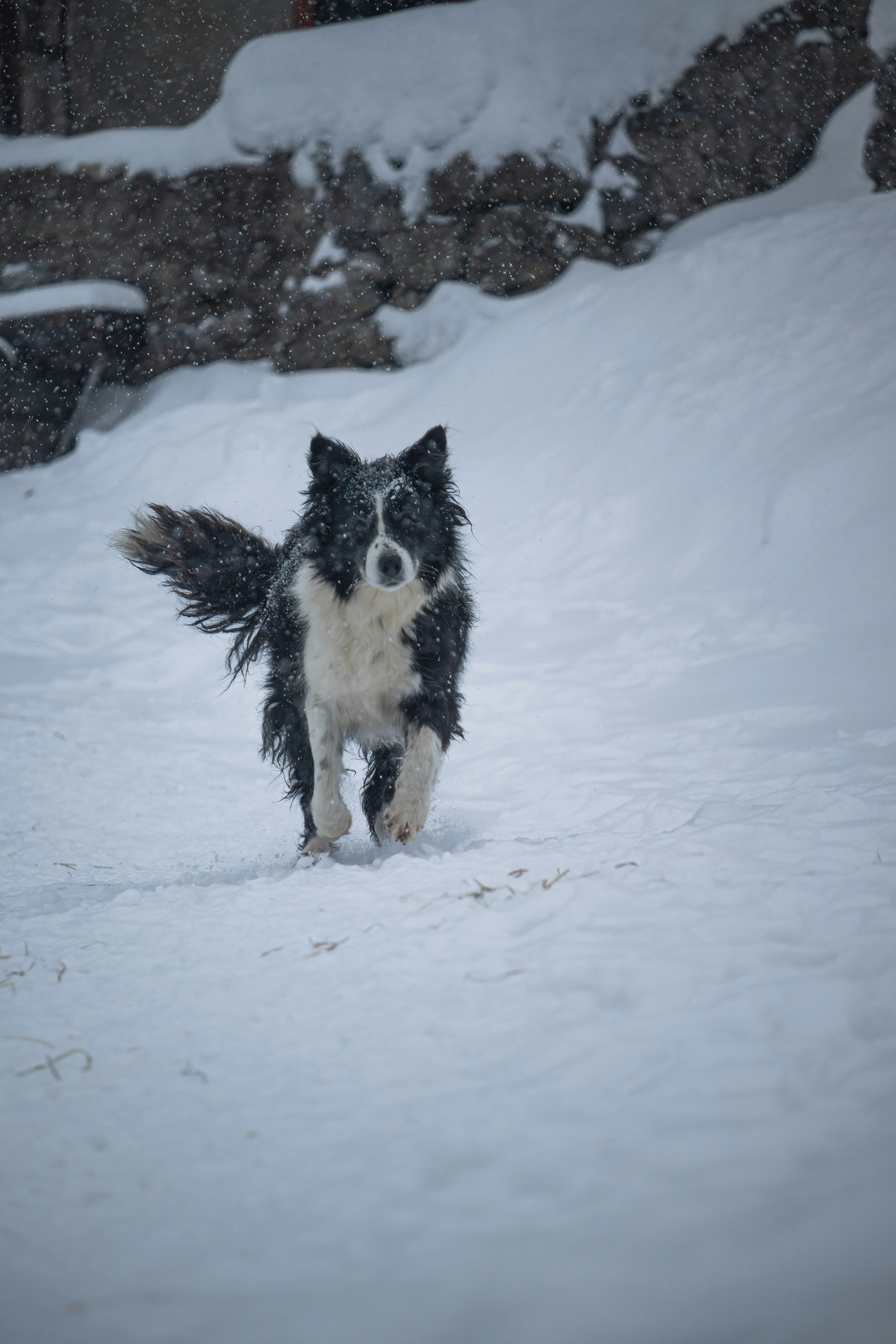 Snowbound Border collie: commanding stride through a winter gust