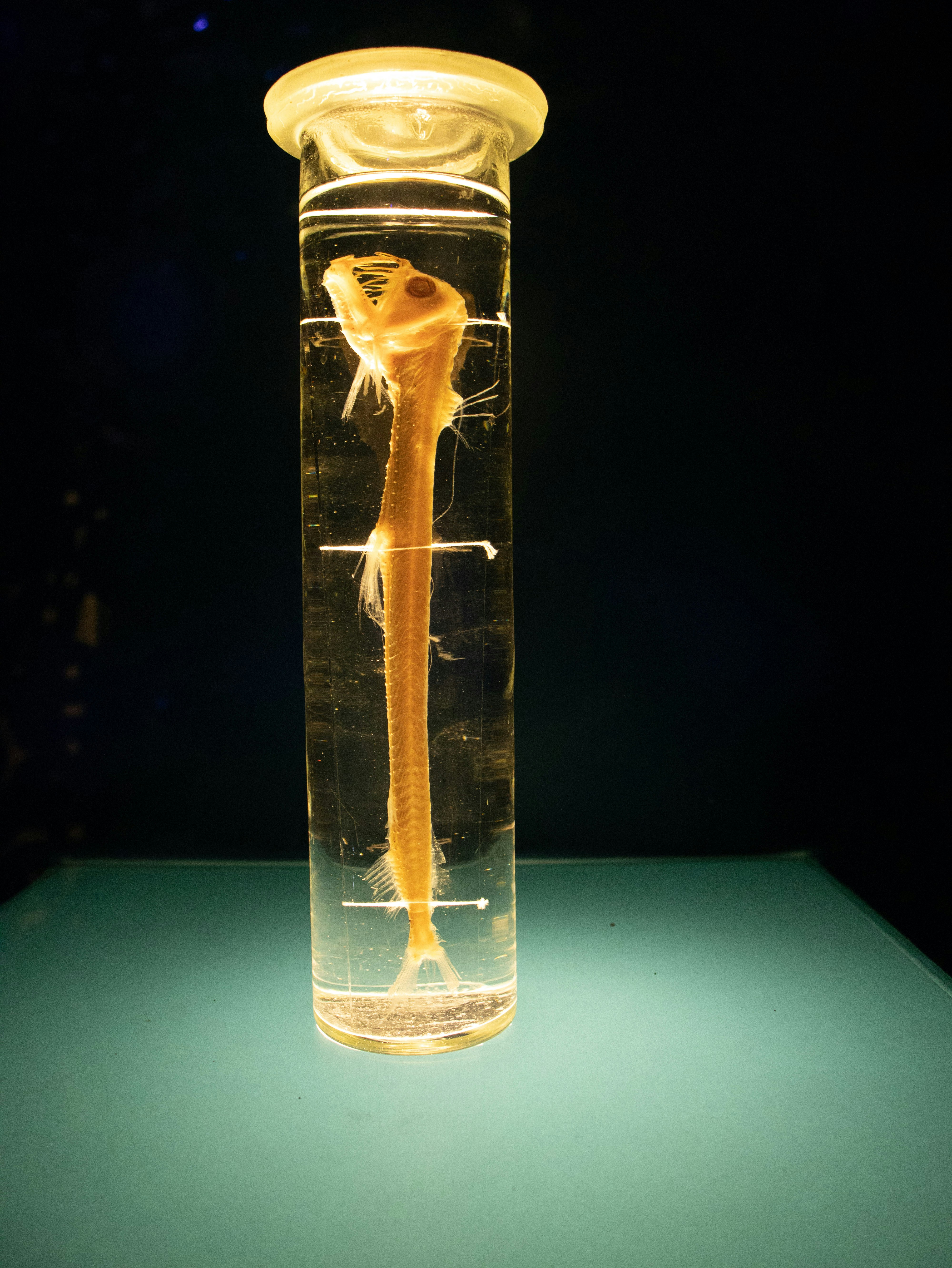 Elongated Jellyfish in a Glass Vessel: A Delicate Probe into Isolation