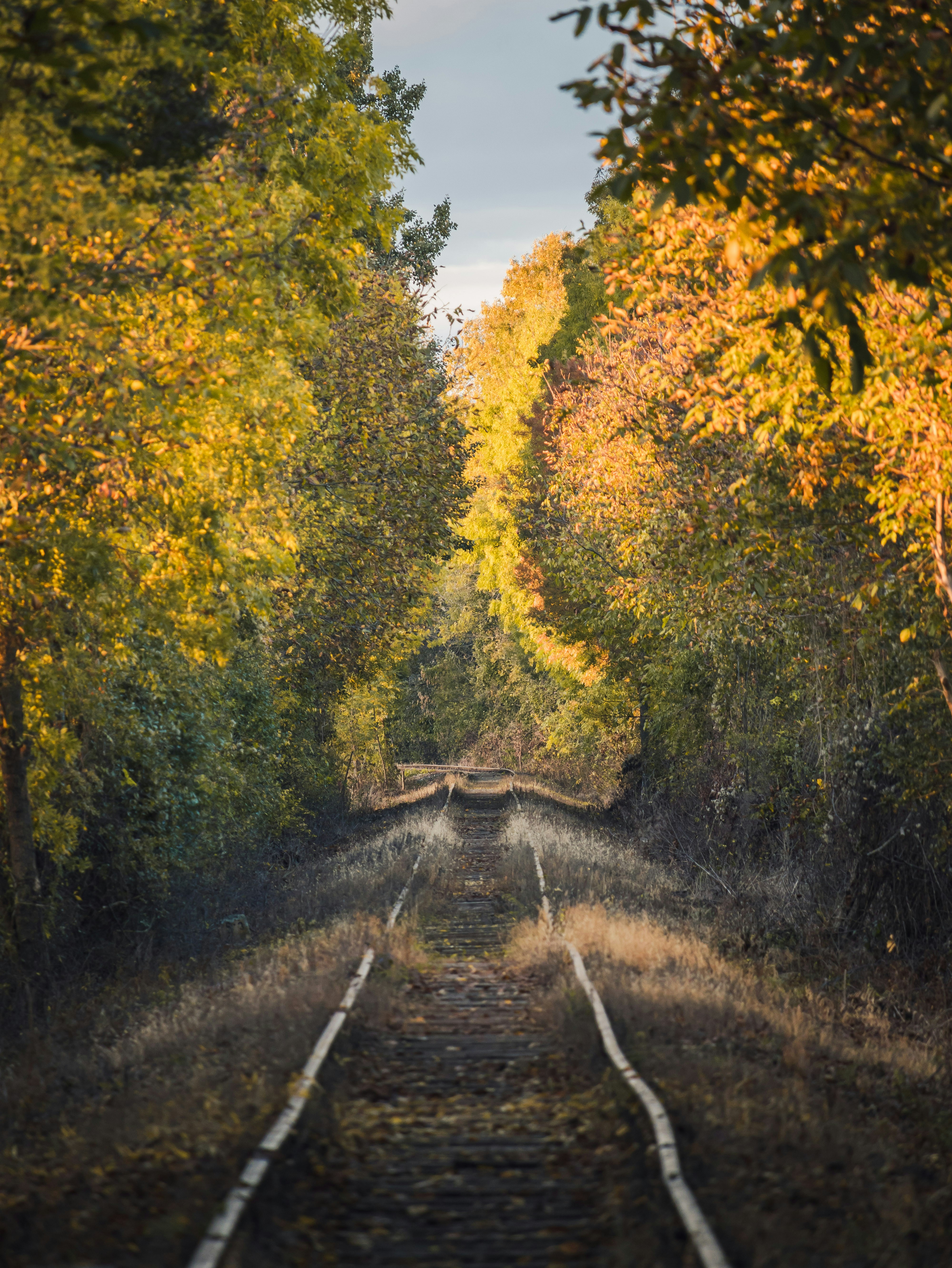 Overgrown Rails: An Autumn Path Through Quiet Tracks