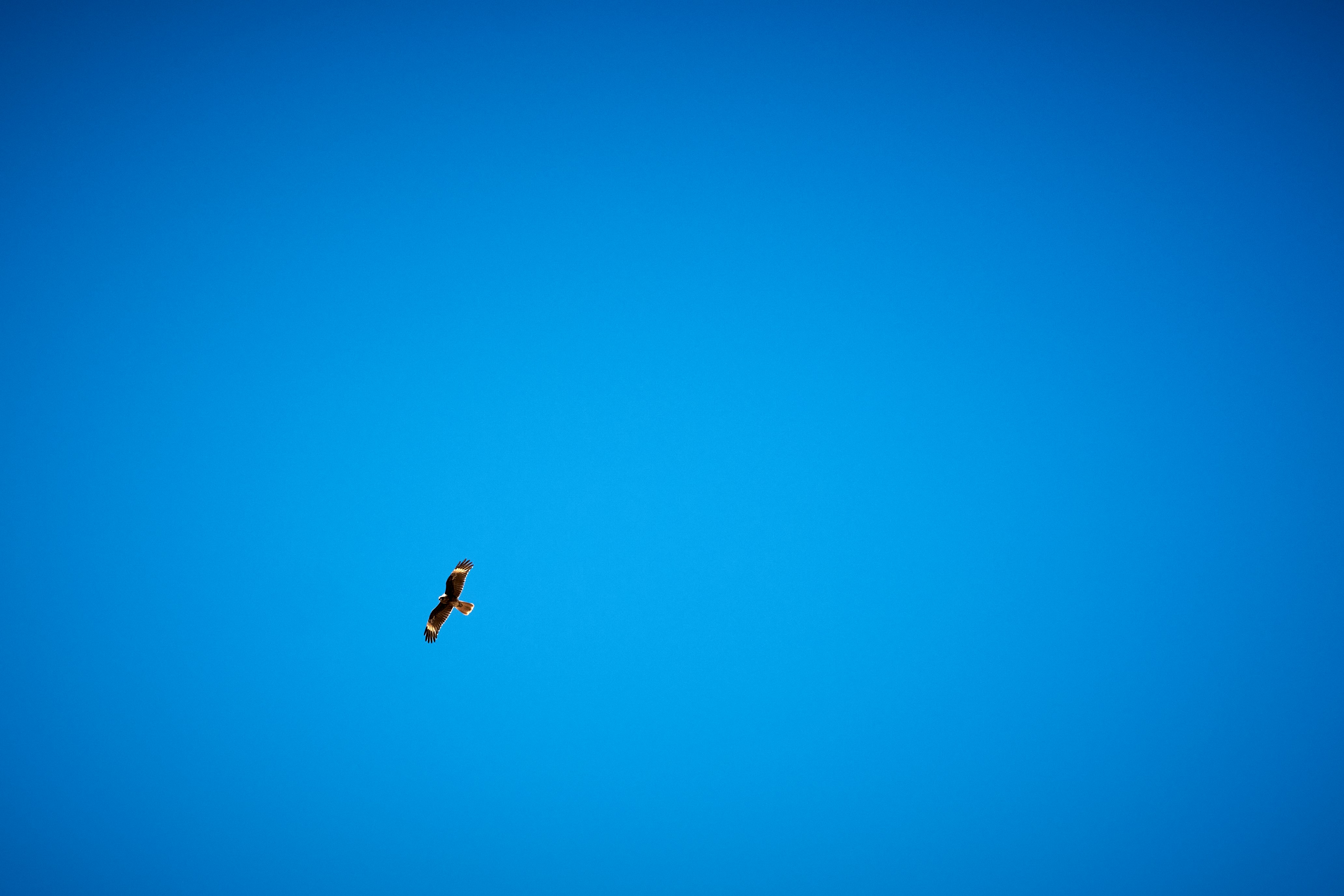 Single Bird in a Cerulean Span