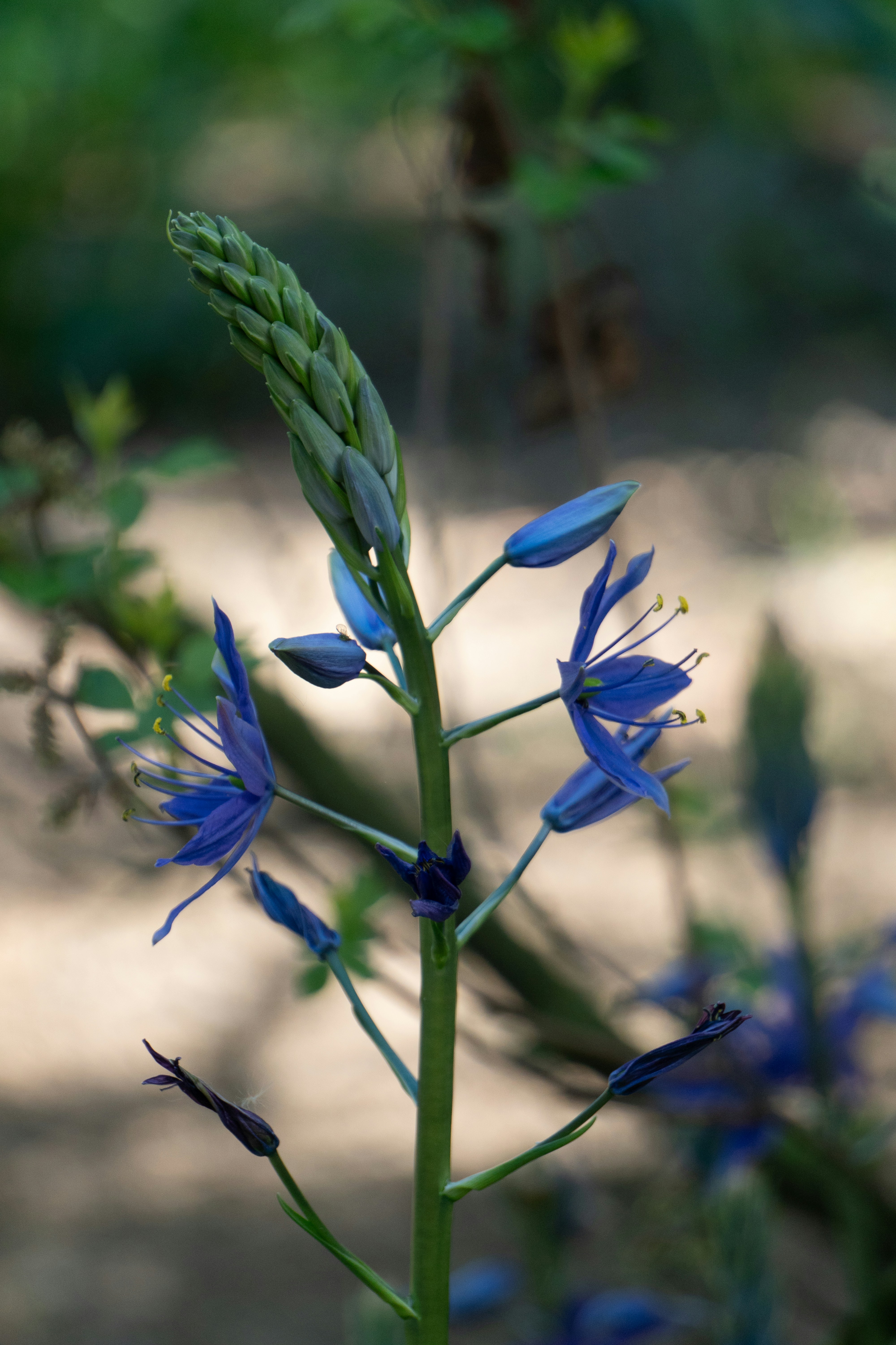 Azure Bloom: A Stalk of Indigo in Soft Natural Light