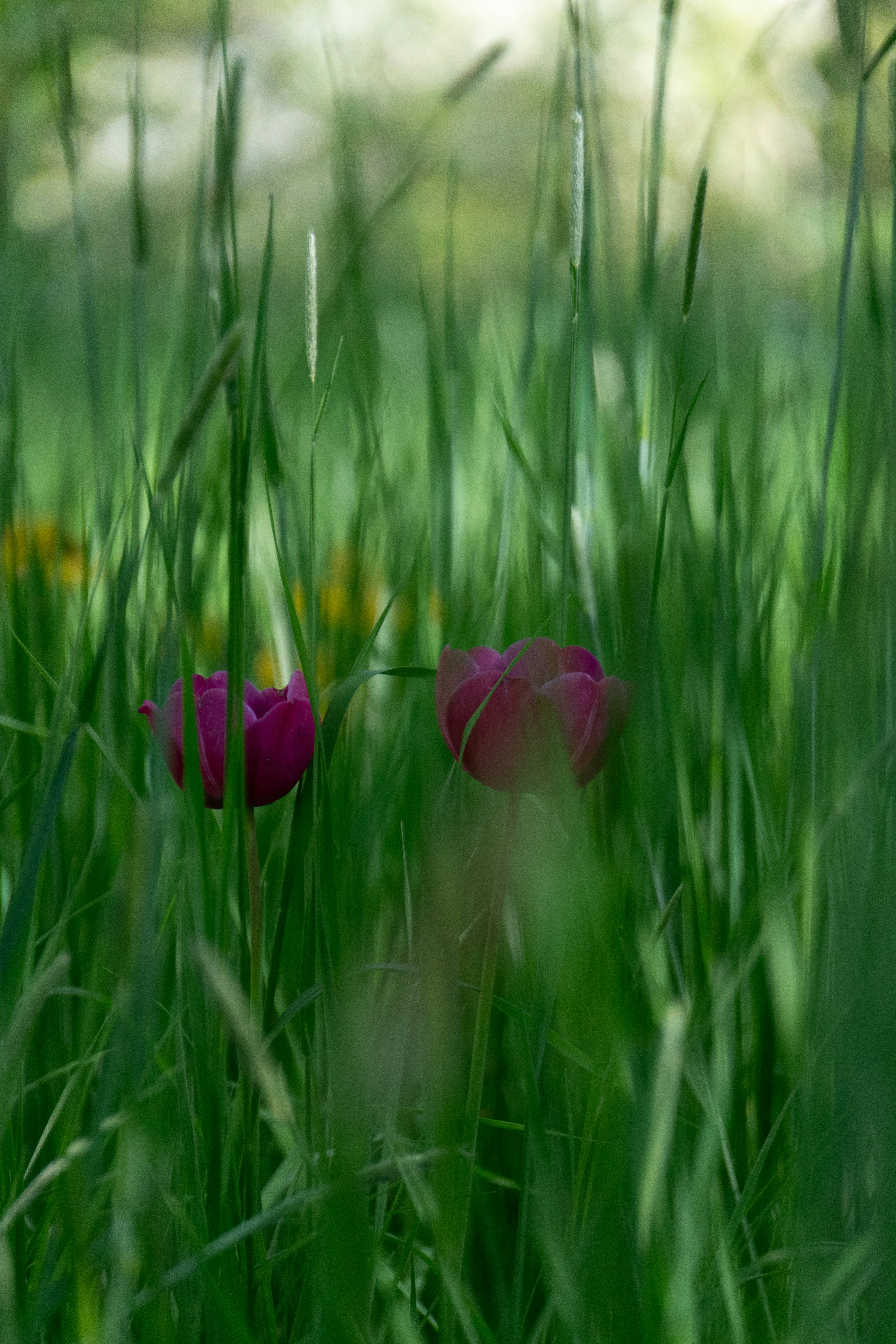 Two pink tulips peek through tall green grass.