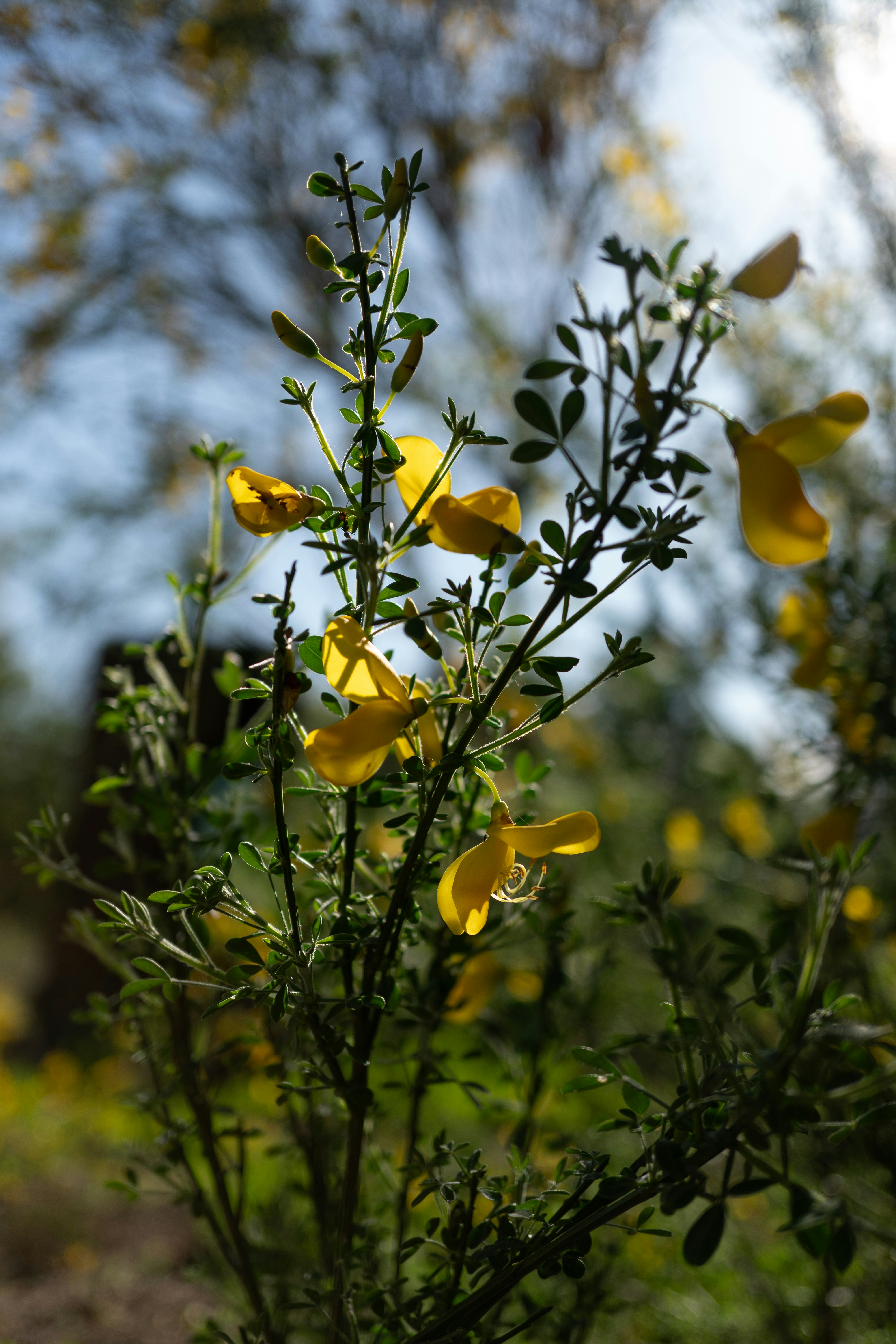 Sunlit Yellow Blooms Reaching Toward the Sky