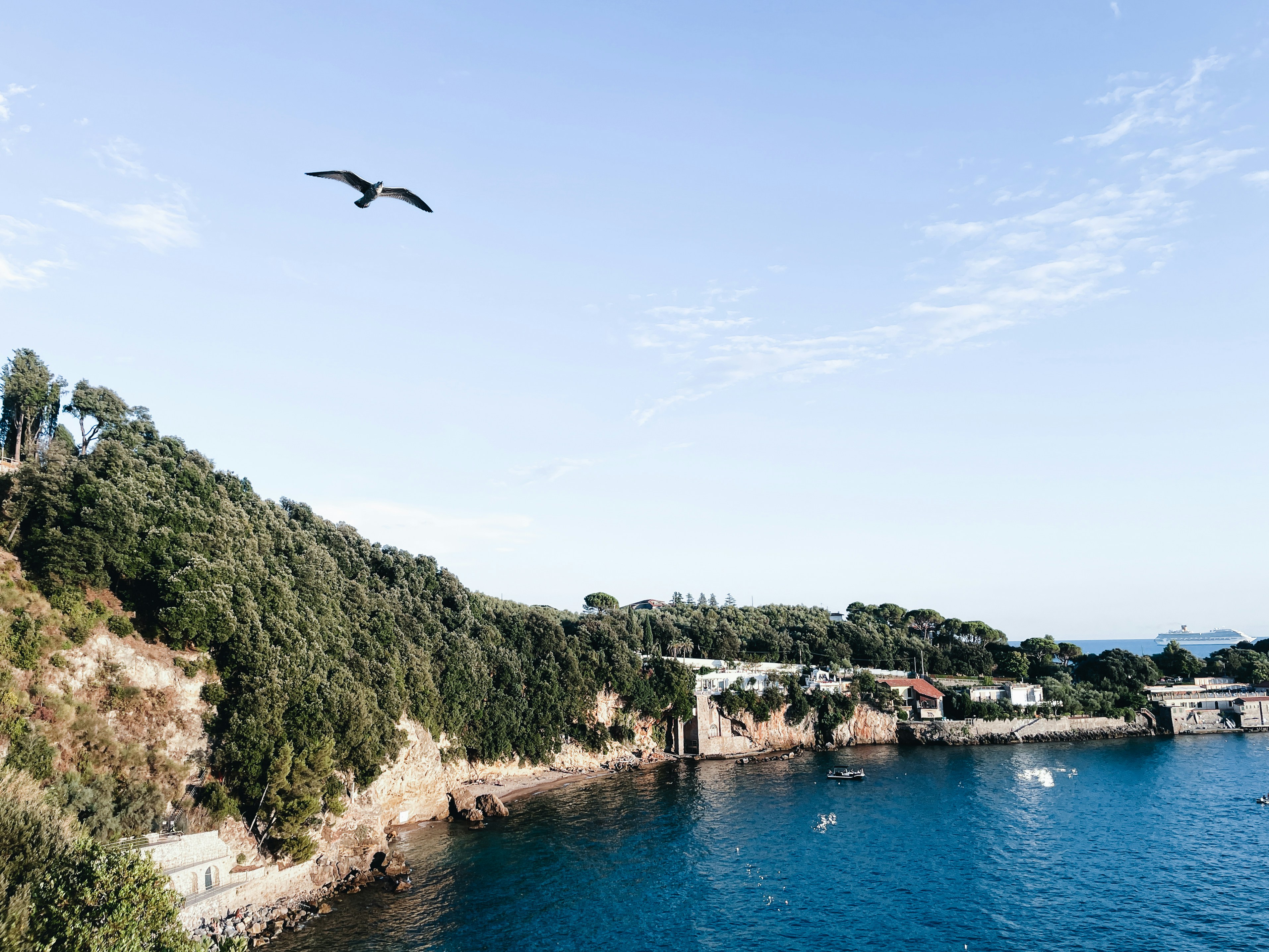 Seagull flying over a green coastline and blue sea.