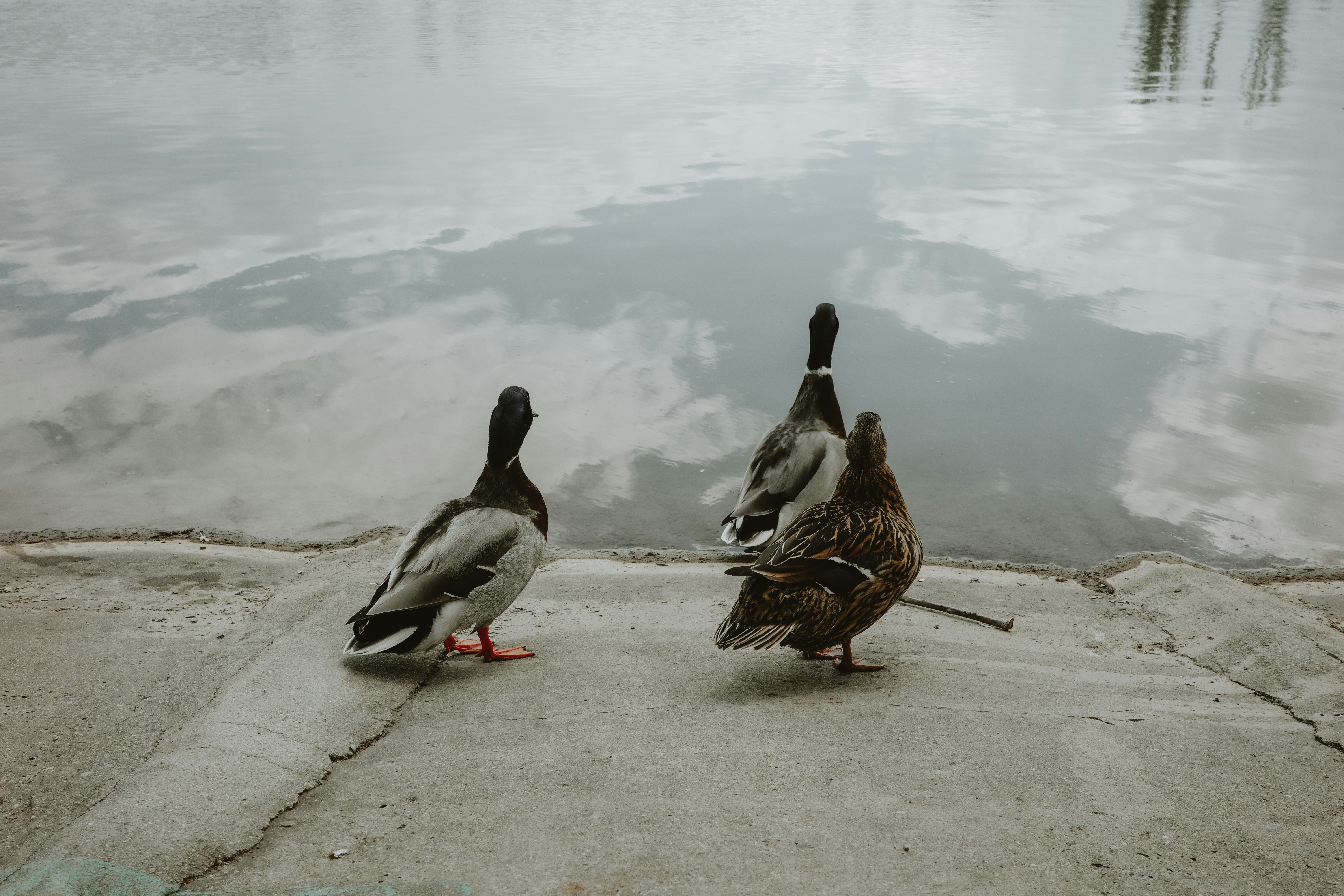Ducks by the Quiet Canal