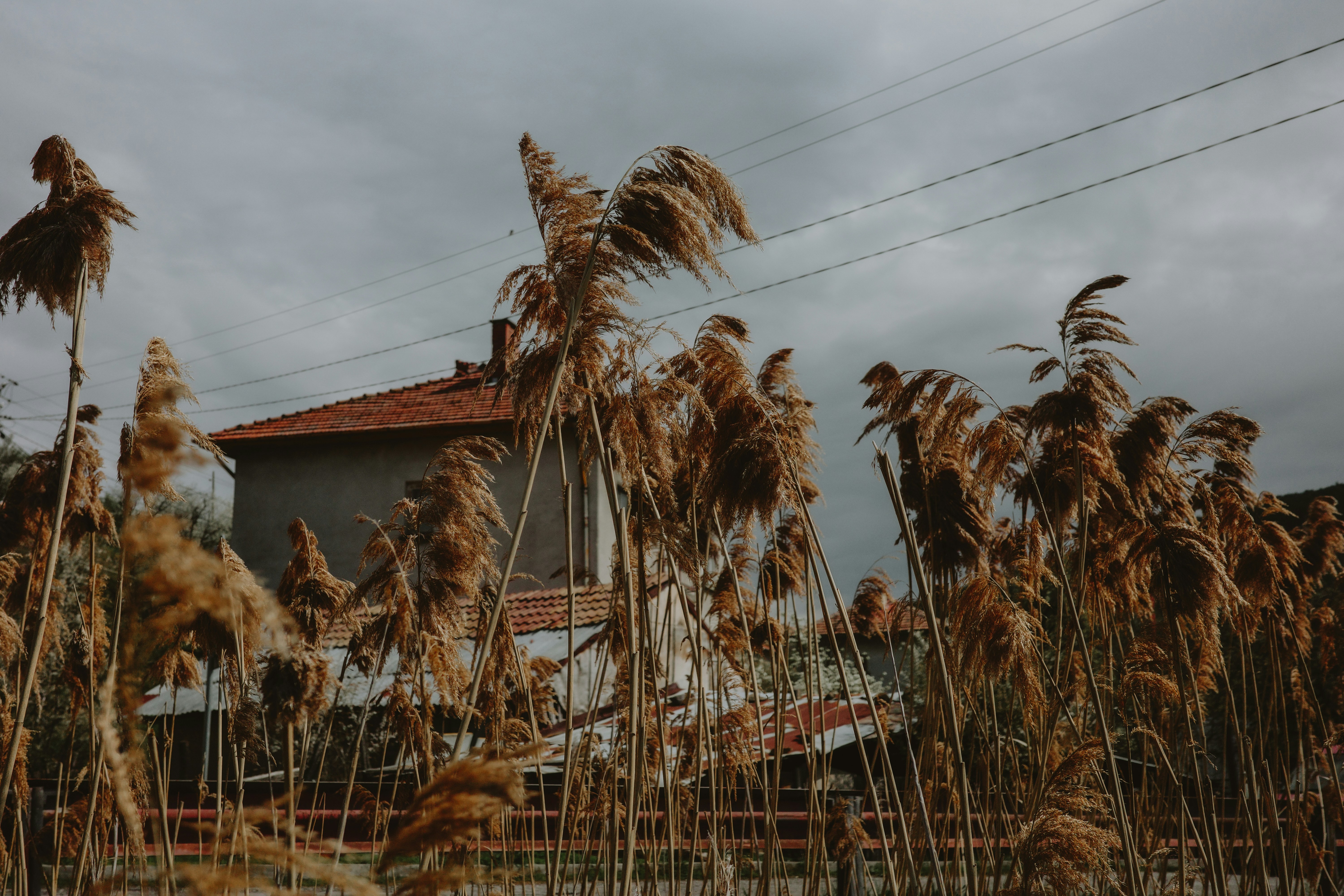 Reed Field Over Middened Rooflines