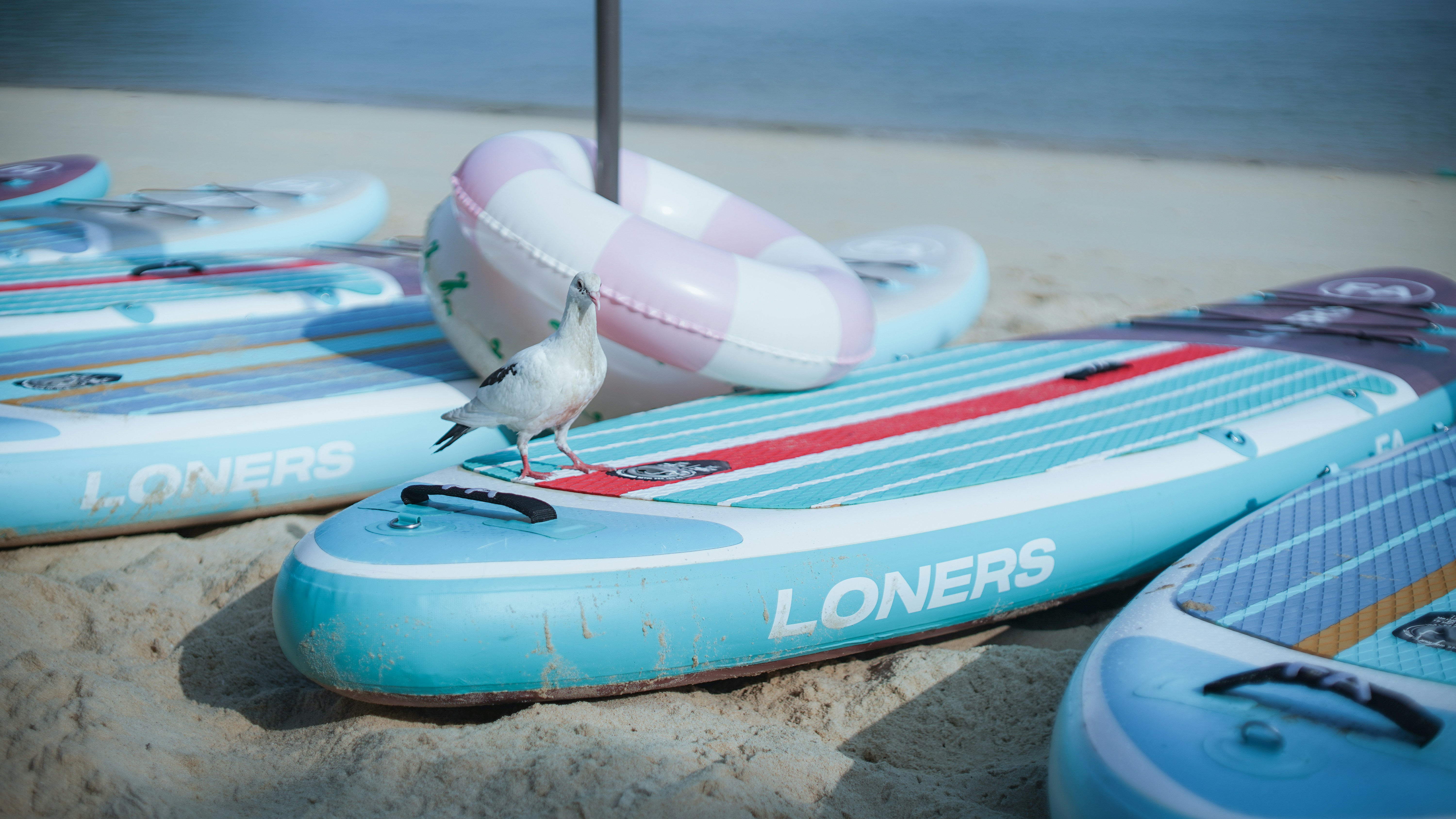 Stowaway on the Neon River: A Seabed of Boards and Birds
