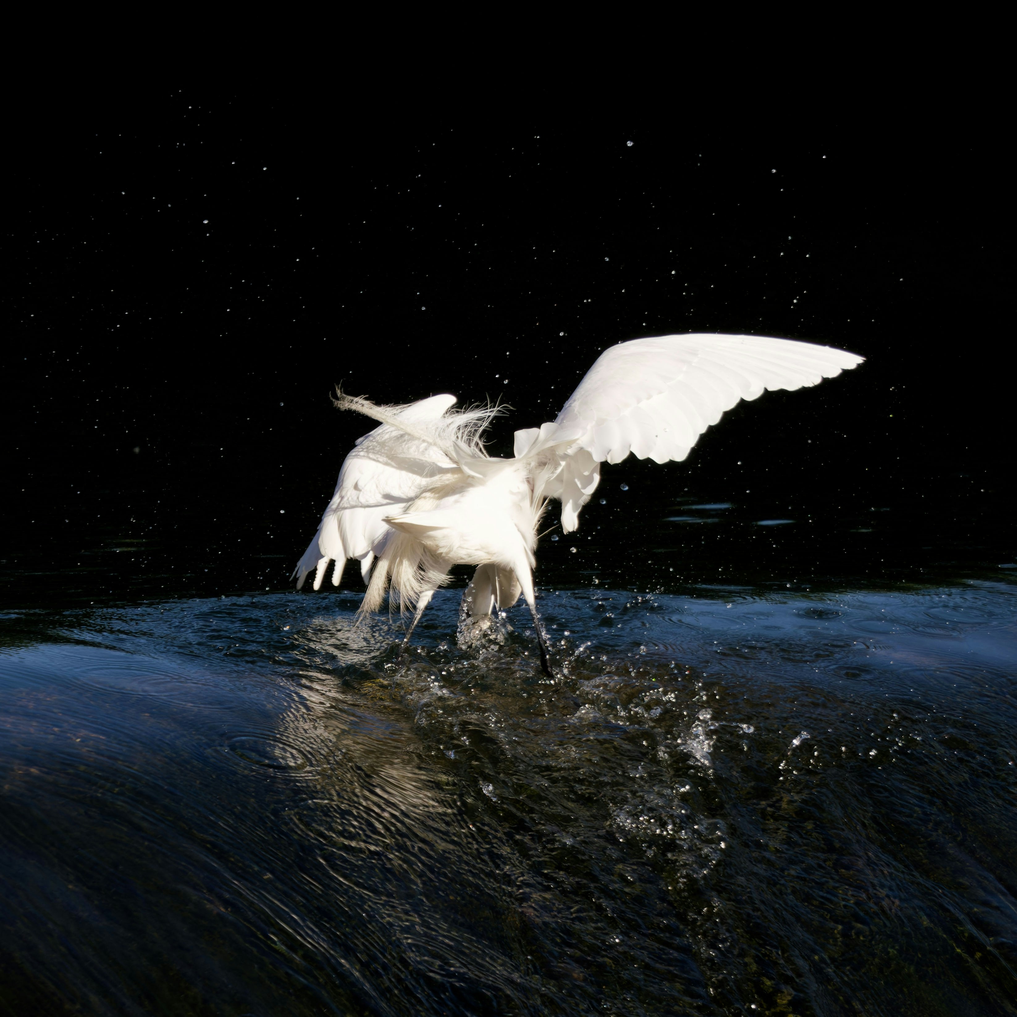 White Heron Rising: A Moment of Flight Over Moonlit Ripples