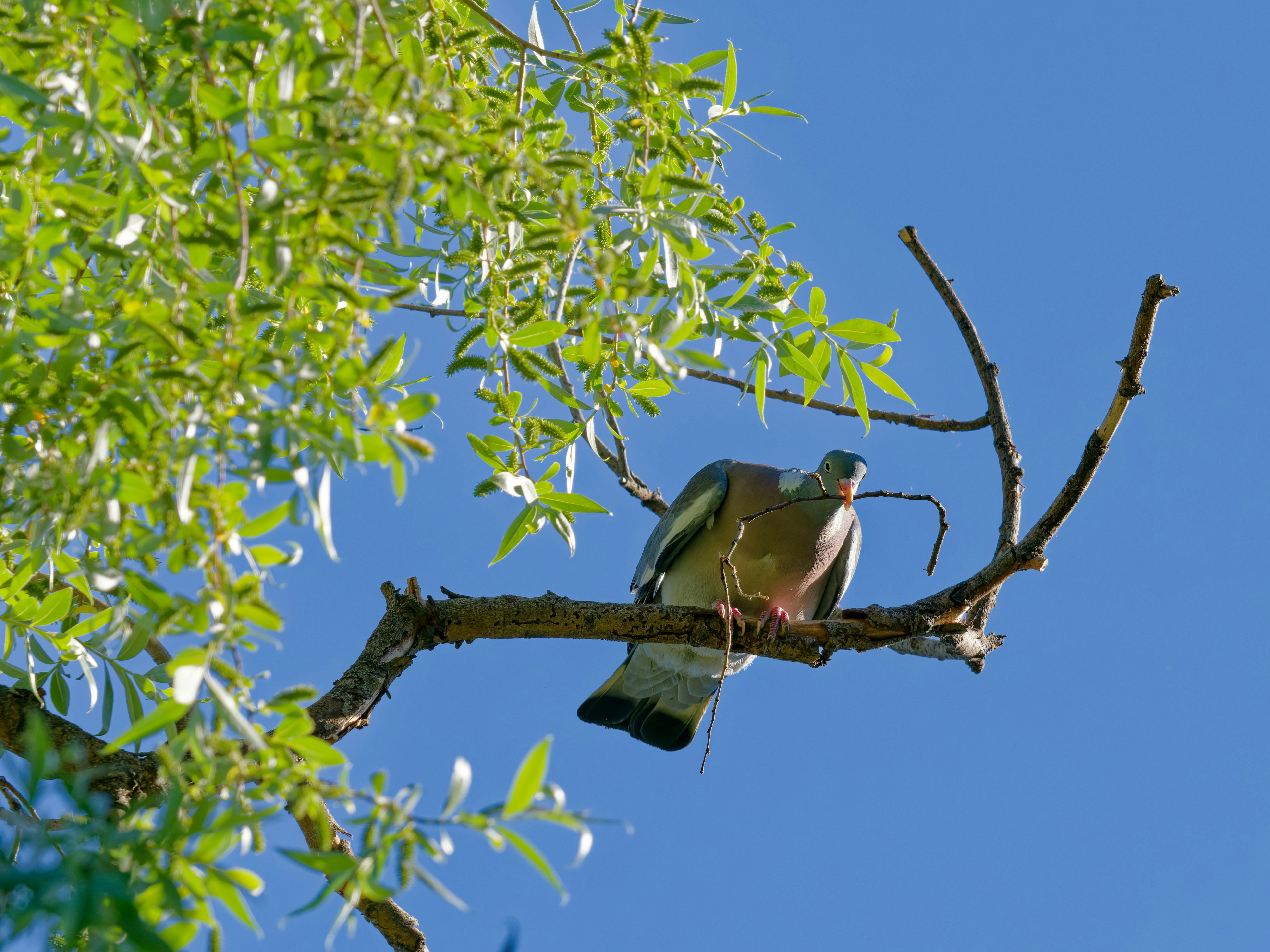 Azure Perch: A Blue-Green Kingfisher Commands the Sky