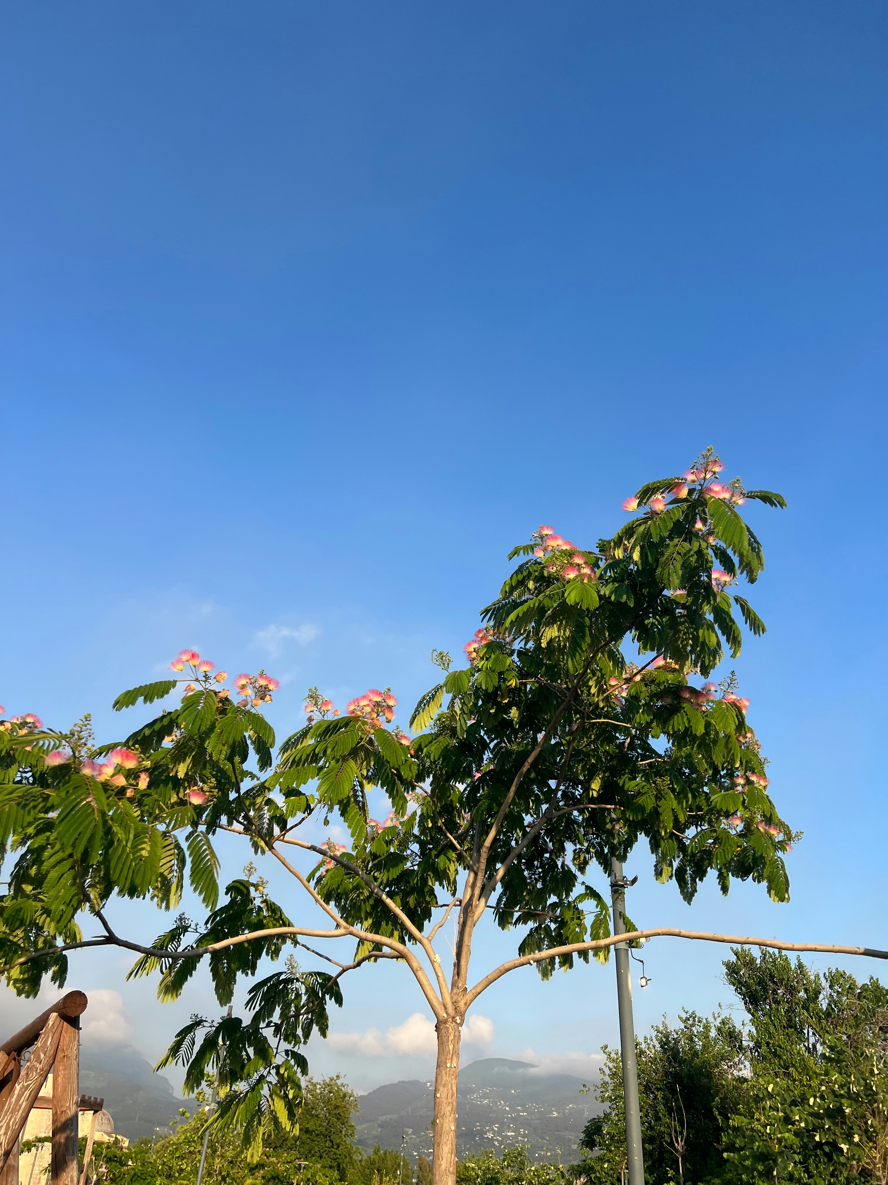 Sunlit Umbrella Tree Reaching Toward a Clear Sky