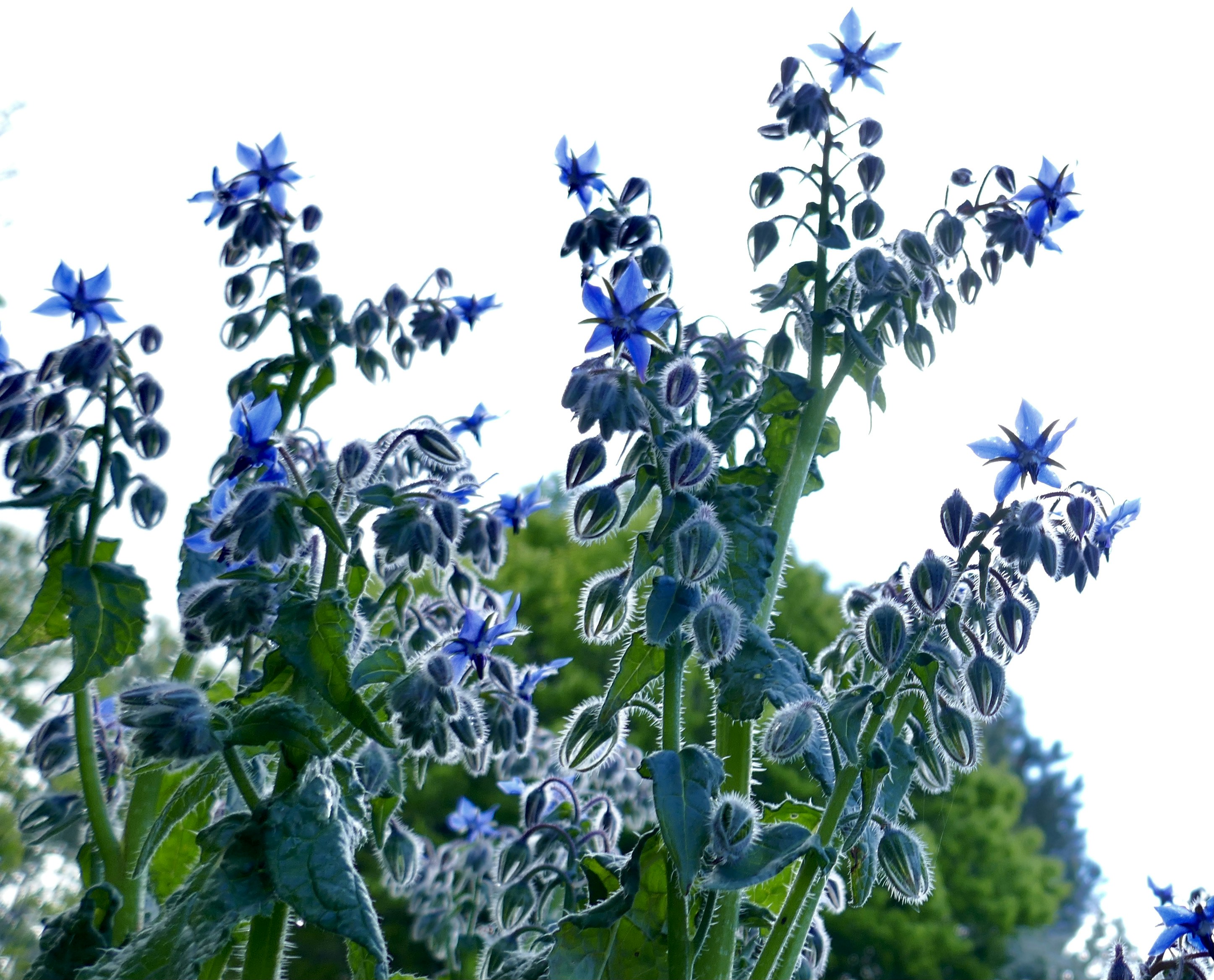 Azure Spires: close-up of velvety blue blossoms against a bright sky