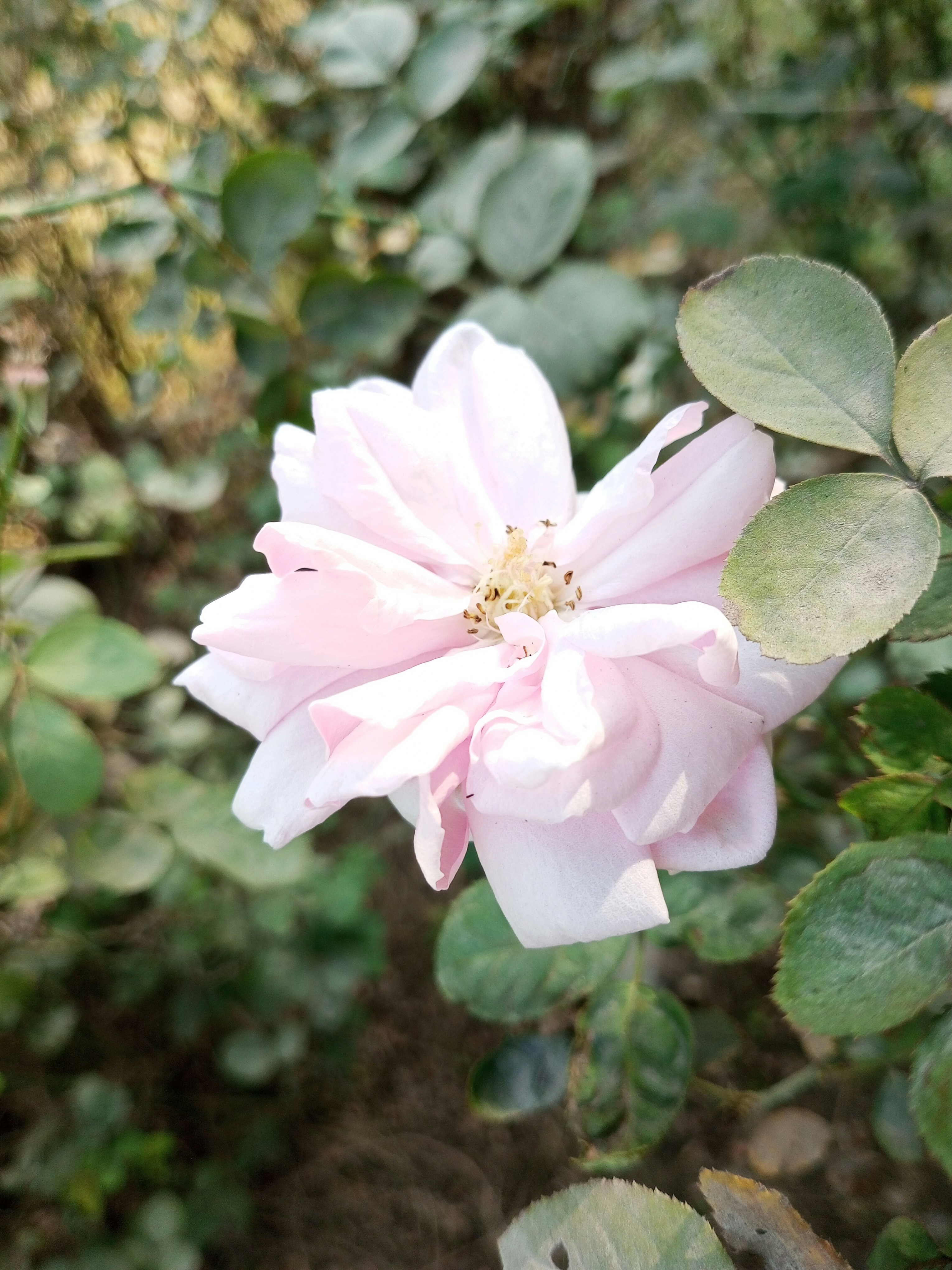Soft Pink Bloom: A Close-Up in the Garden