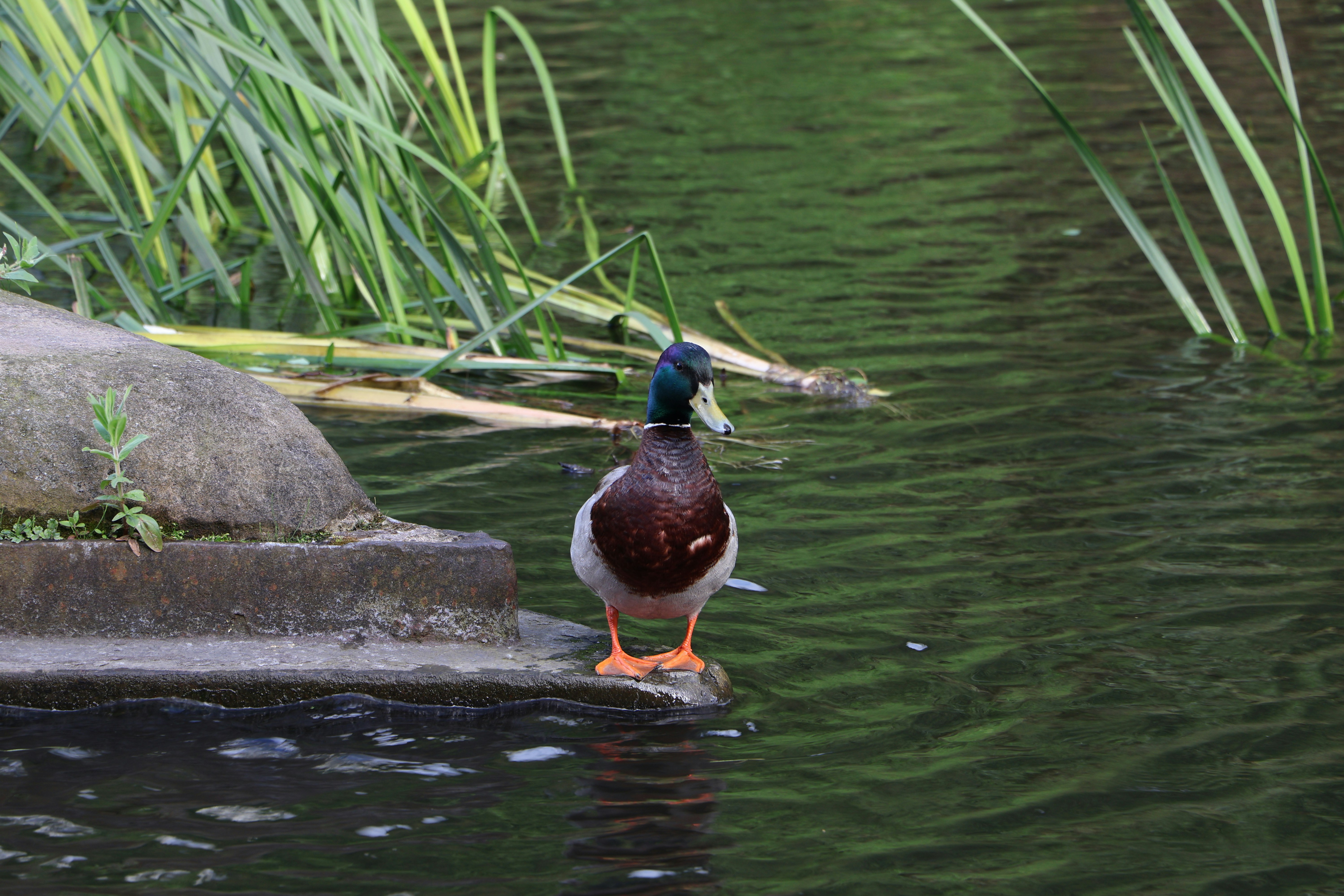 A solitary duck anchors the edge of a tranquil pond