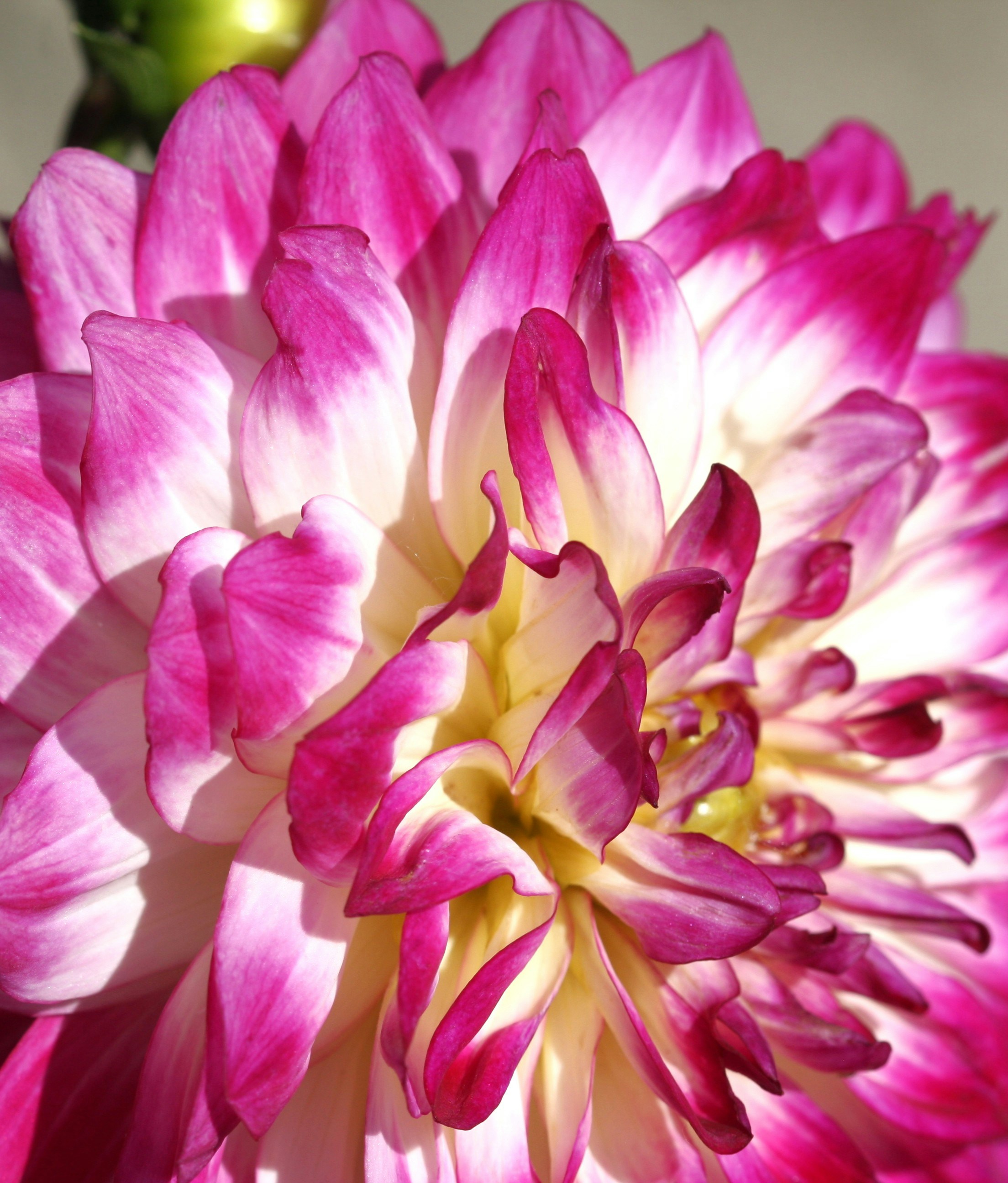 Petals Convergence: A Neon-White to Fuchsia Bloom Close-Up