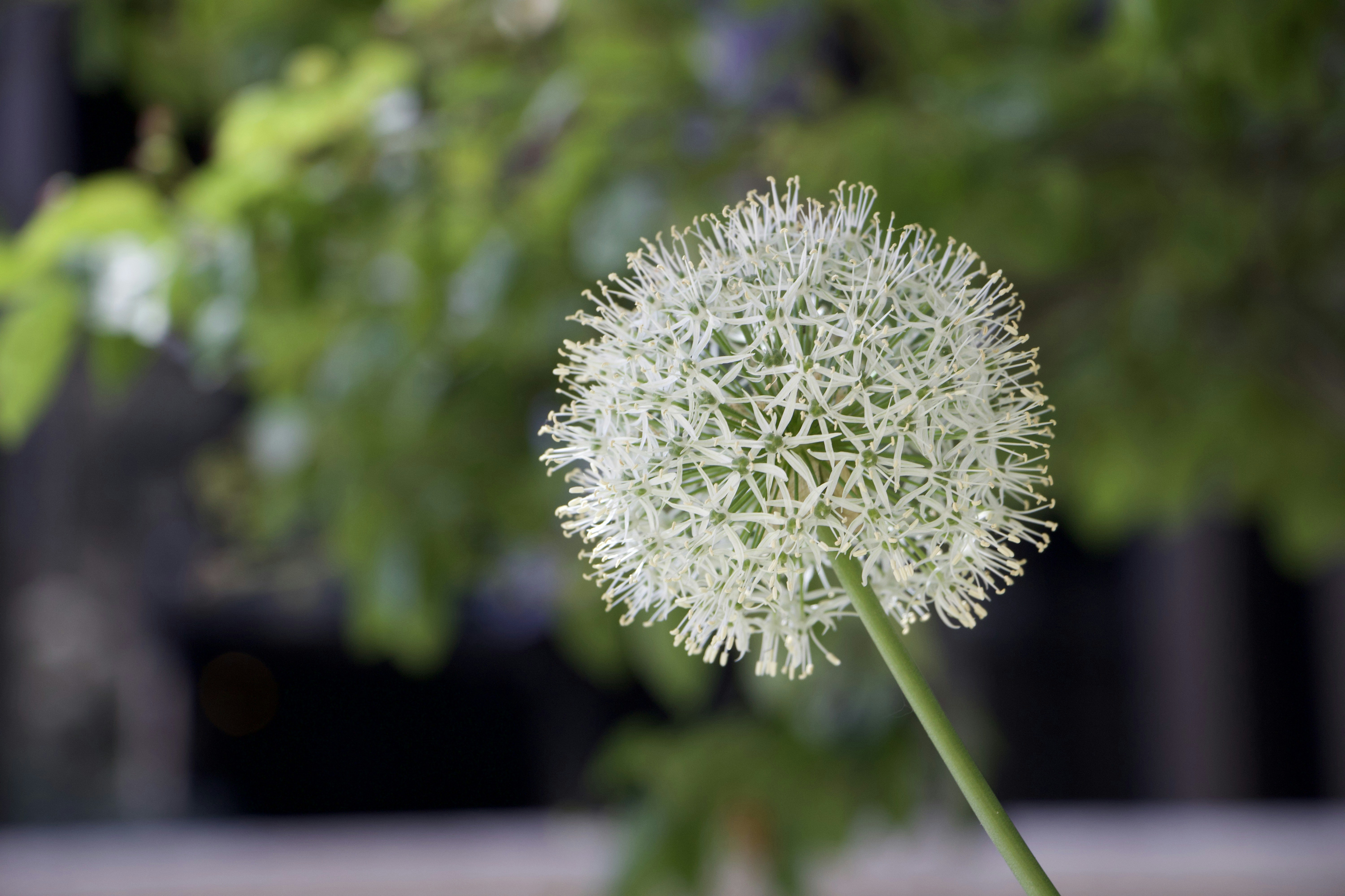 Allium Bloom in Soft Focus: A Quiet Moment Against Green Backdrop