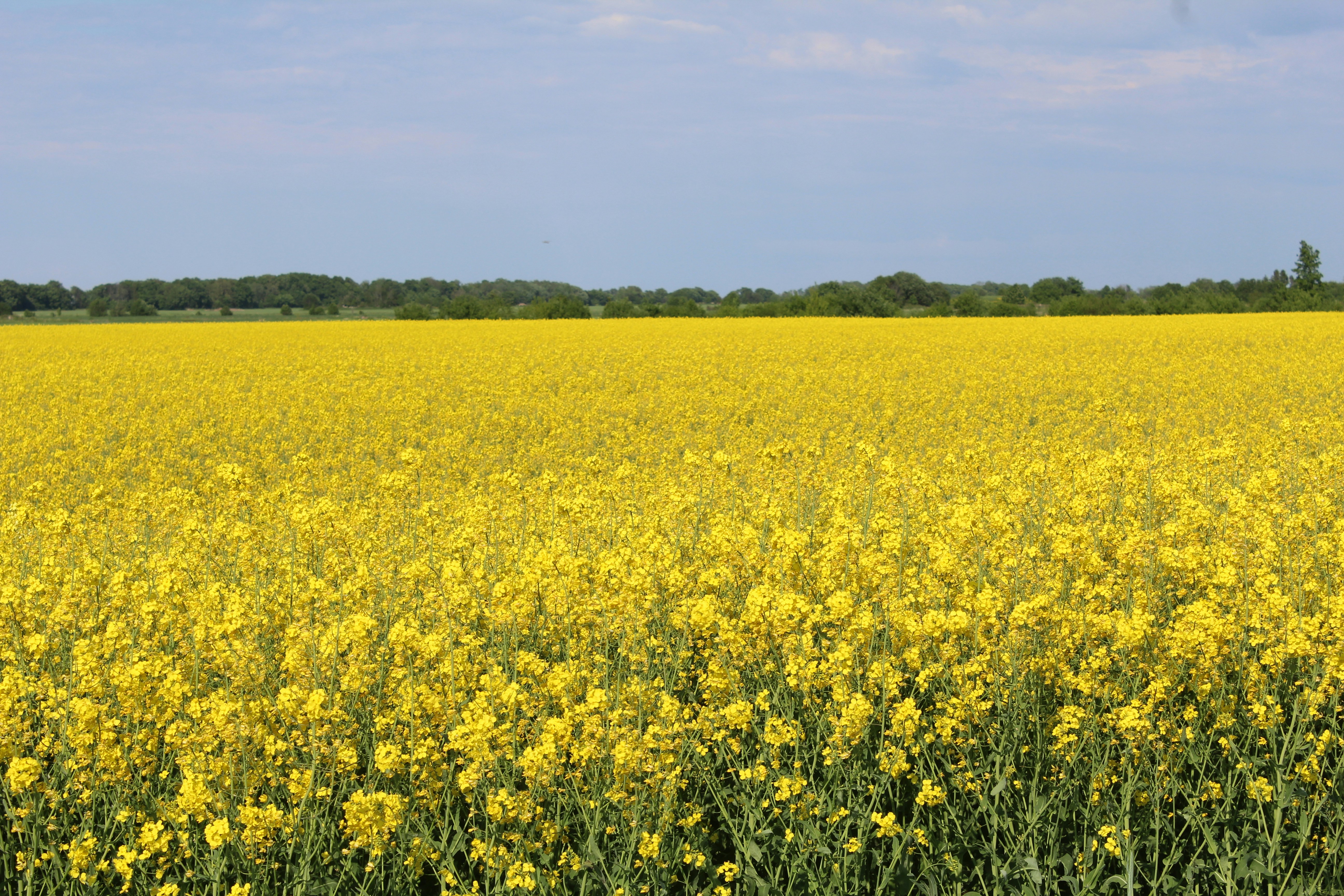 Endless Field of Golden Canola Under a Quiet Horizon