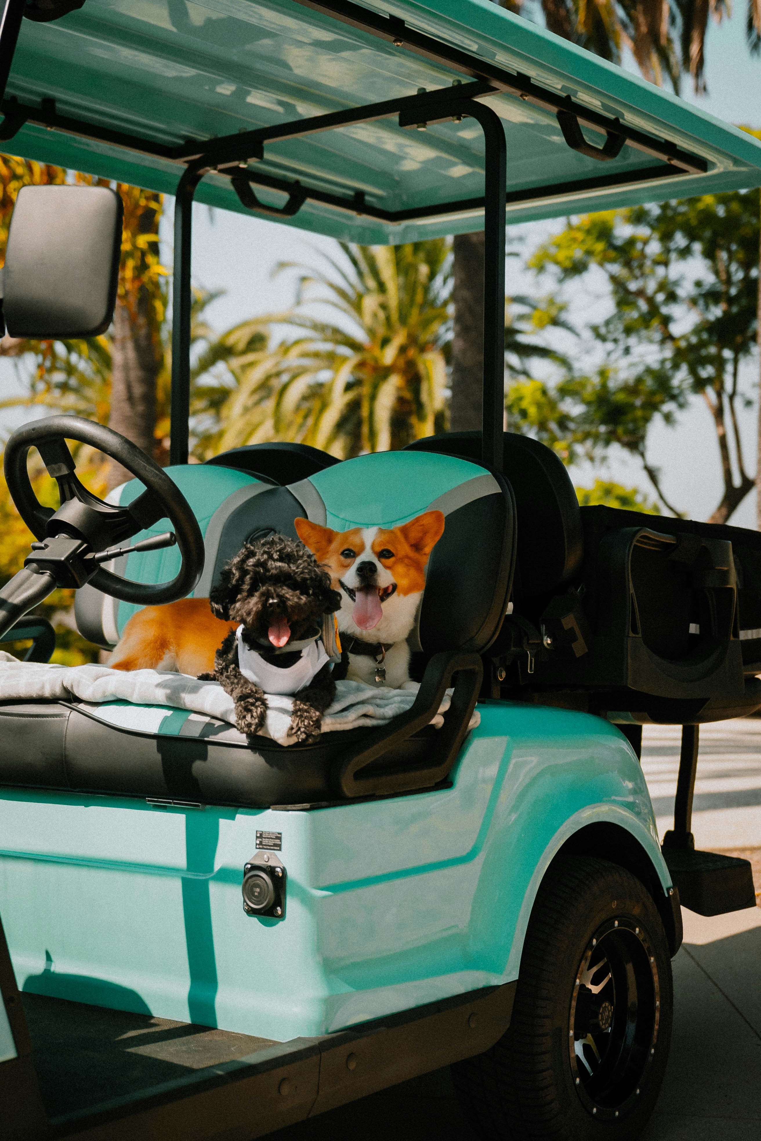 Sunlit Drive: A Teal Golf Cart Hosts New Friends