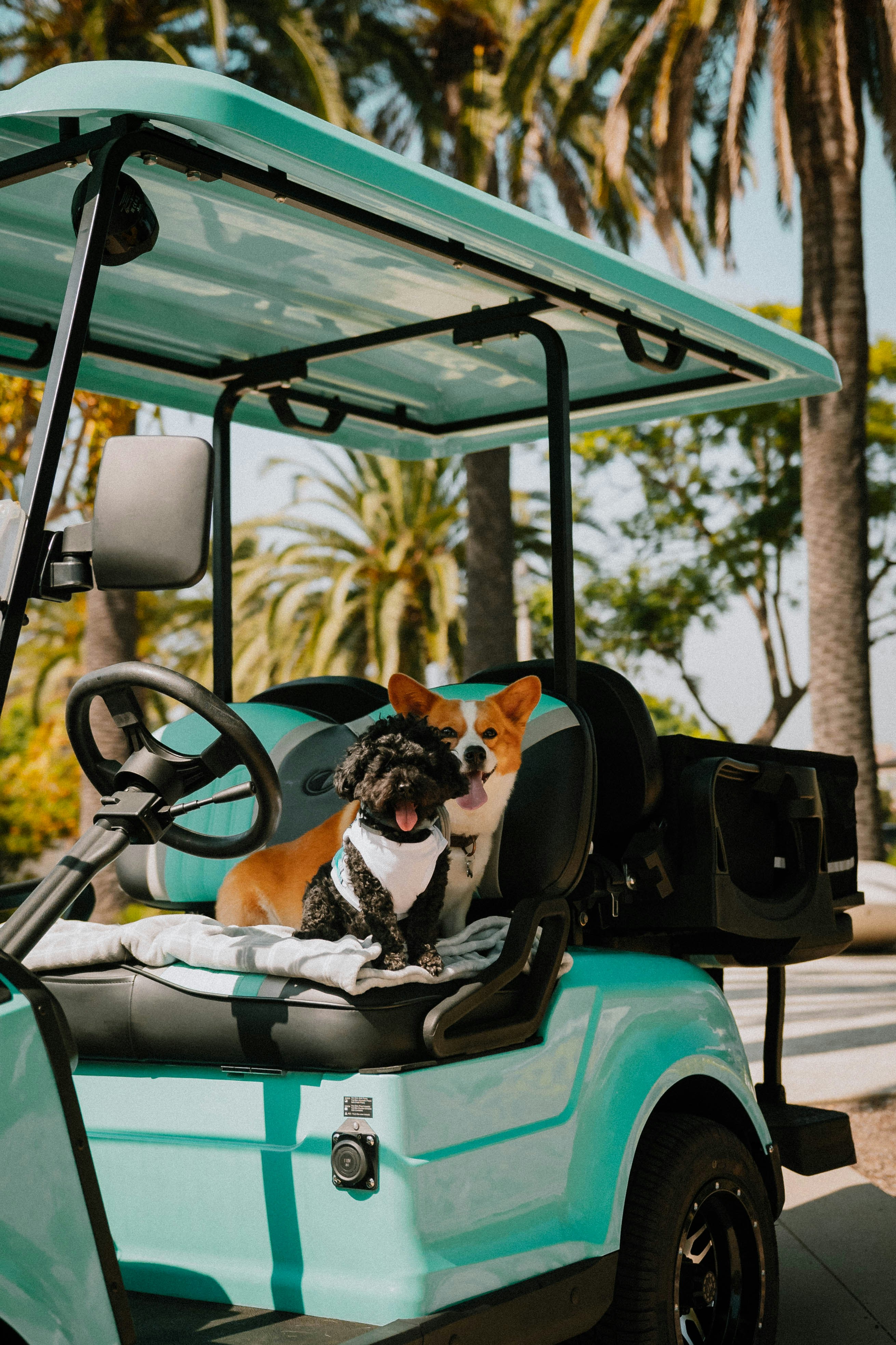 Two Happy Pups In A Mint Golf Cart