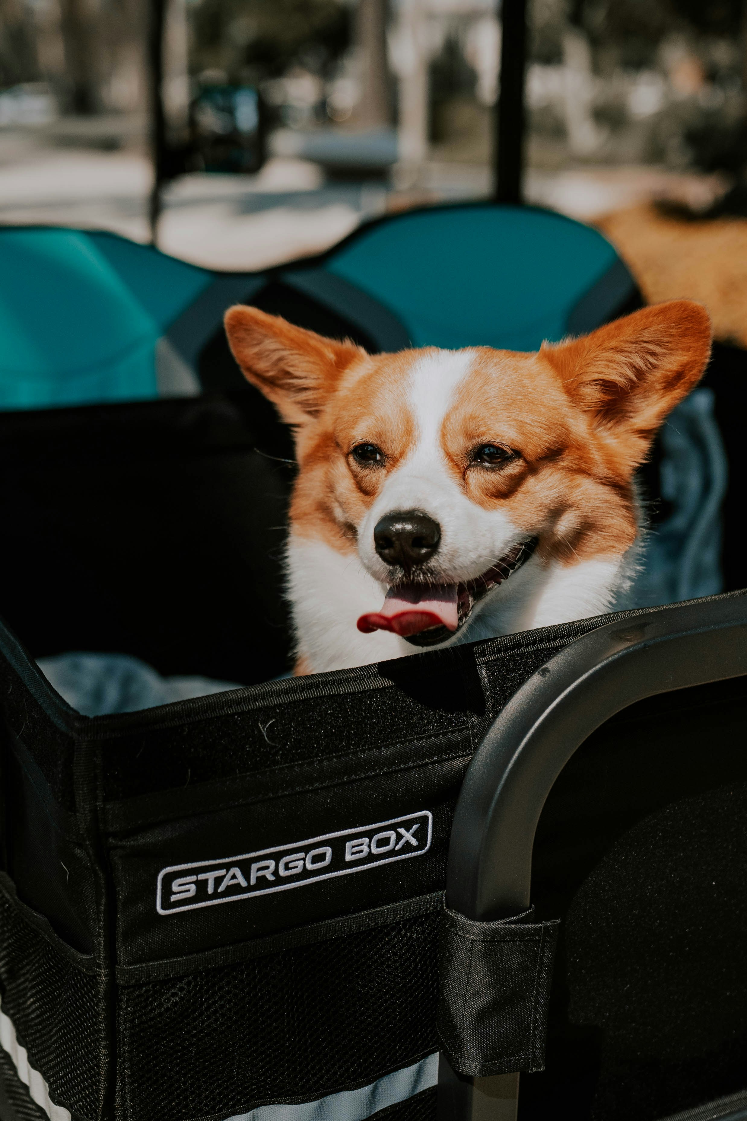 Corgi in the Driver’s Seat: Joyful Vista from a Stargo Box