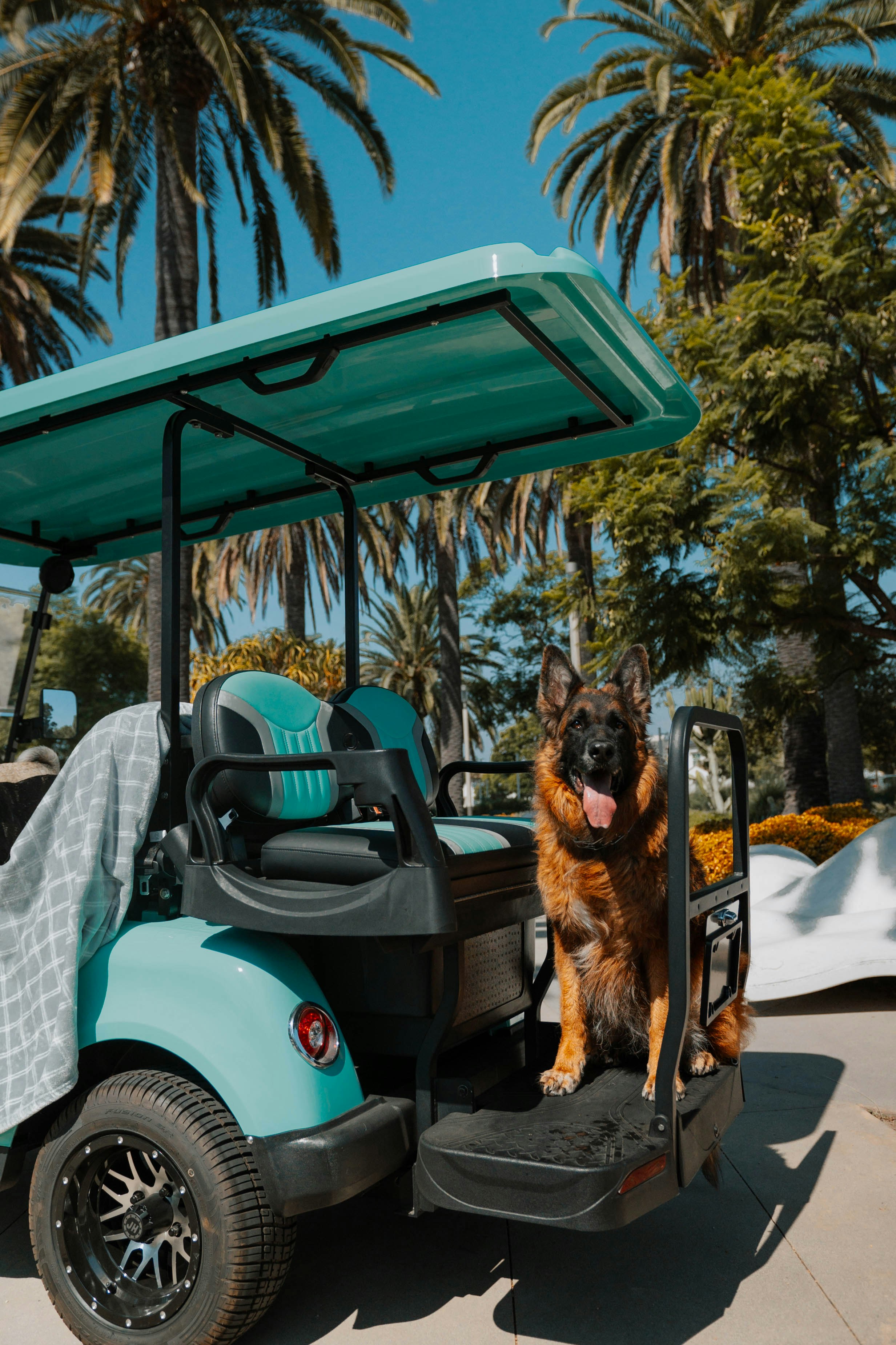 German Shepherd on a turquoise golf cart under palm trees