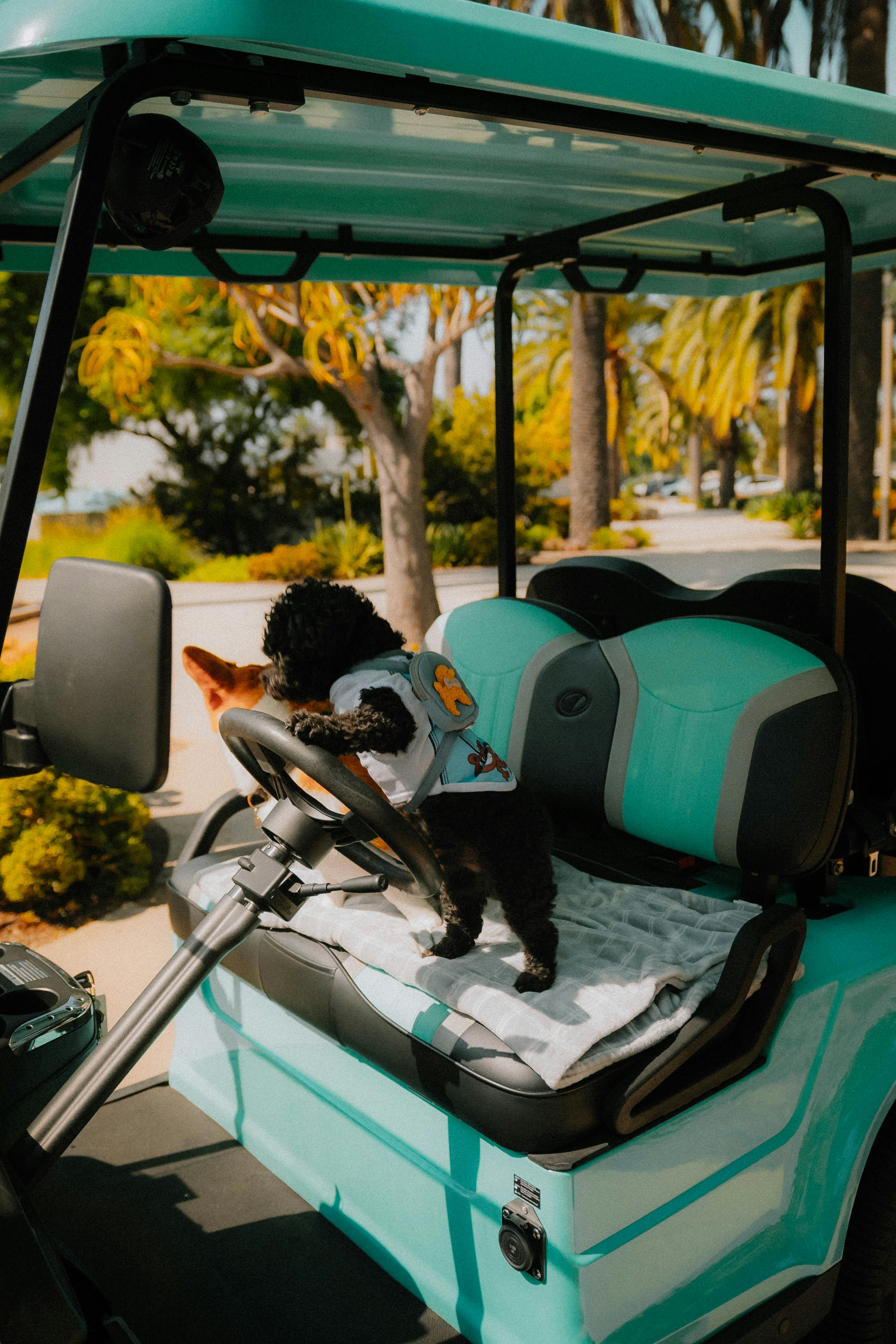 Dog in a turquoise golf cart, leash on the steering wheel, sunlit palm-lined path