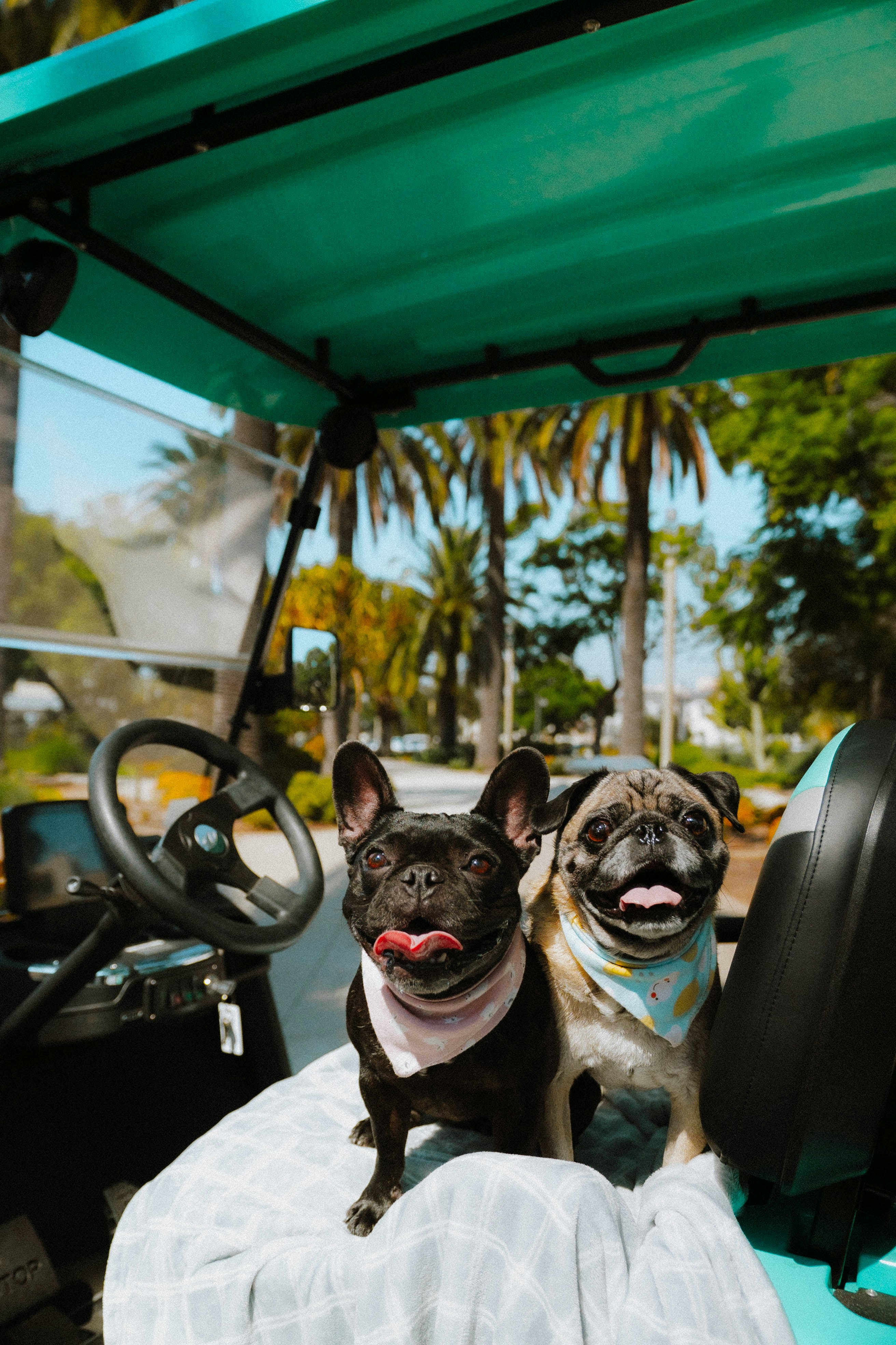 Joyride at the Palm-lined Avenue: Two Dogs in a Teal Golf Cart