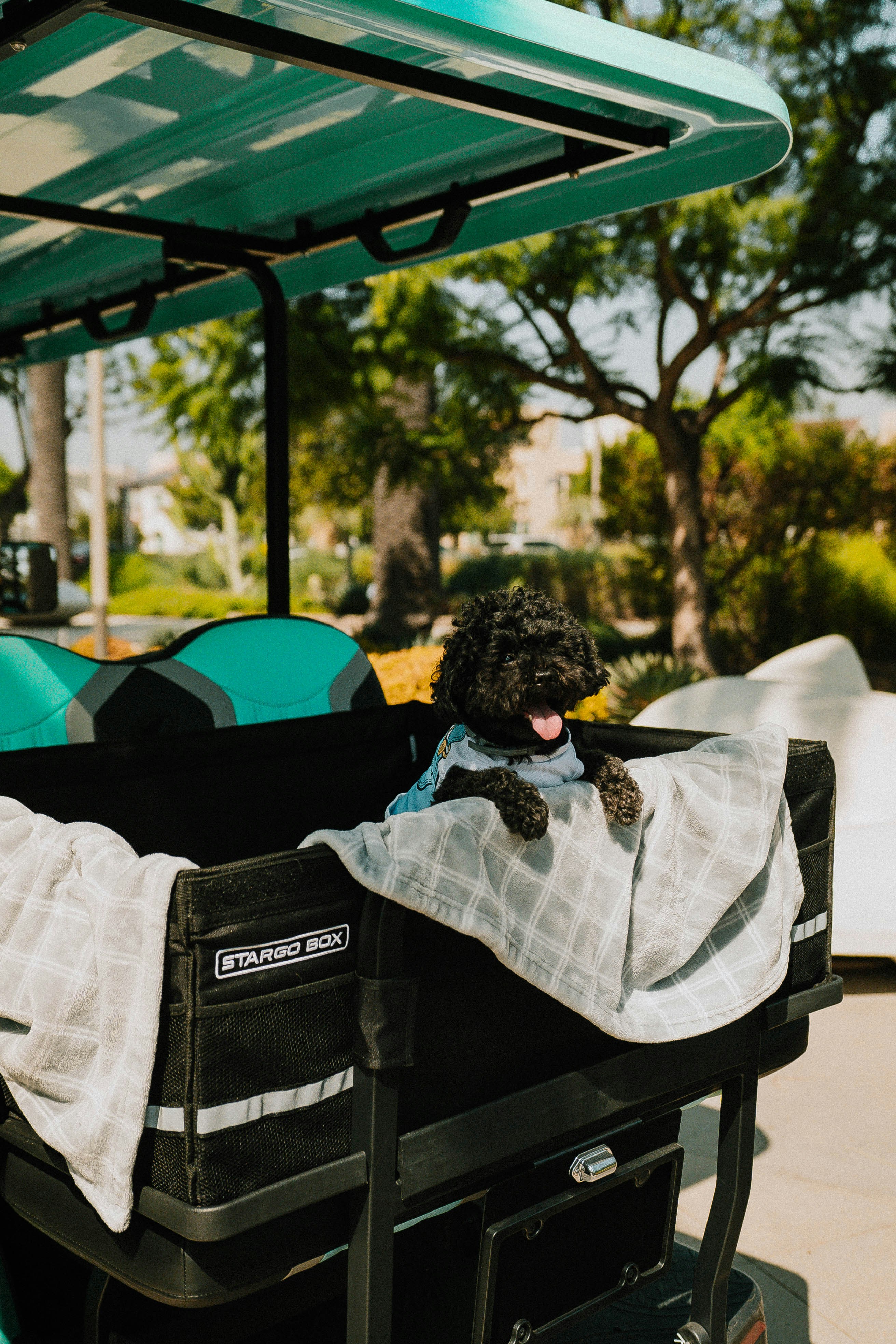 Tiny Flyweight Captain: Poodle Pops Up Over the Garden Cart